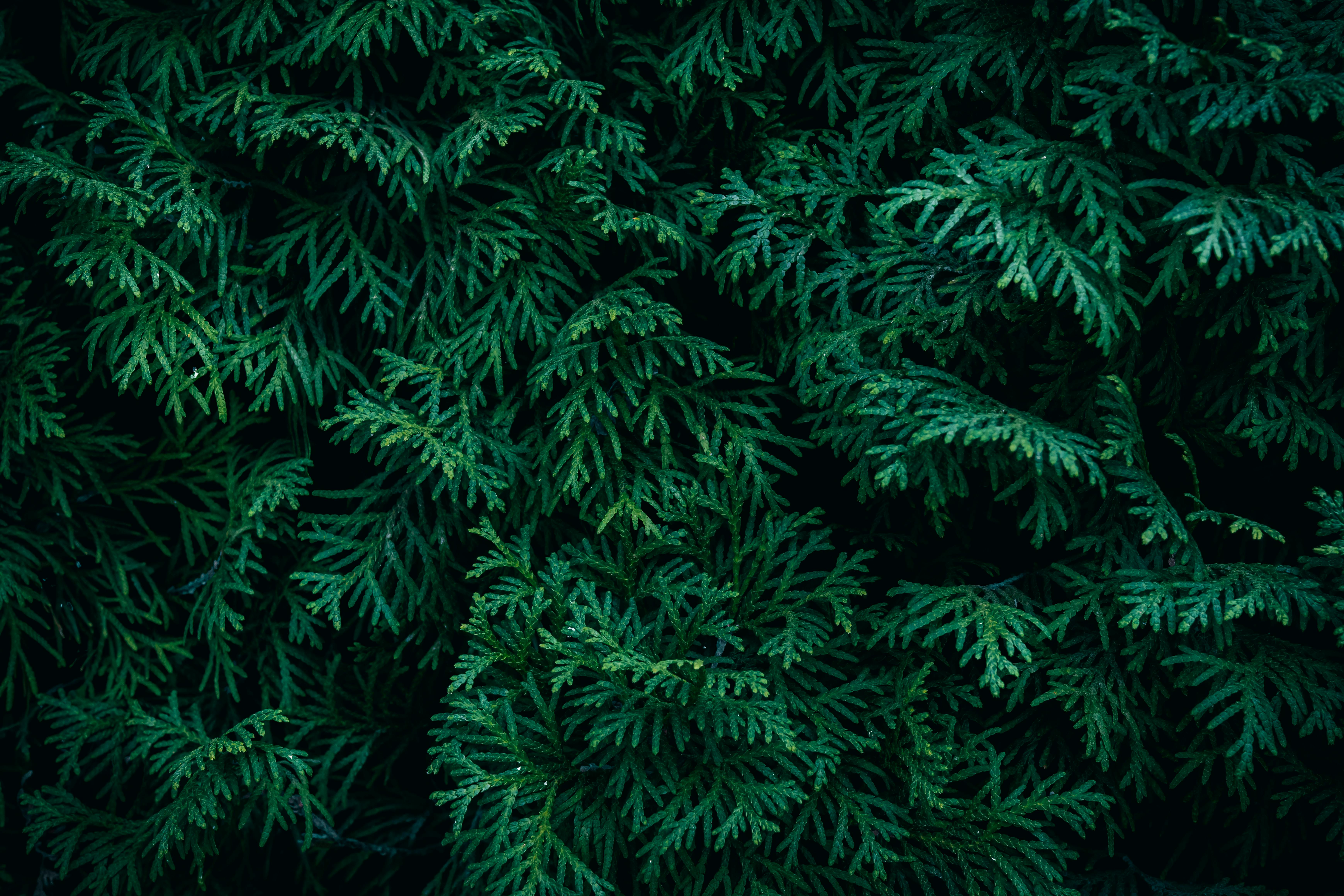 Lush Evergreen Foliage Close-up Texture · Free Stock Photo
