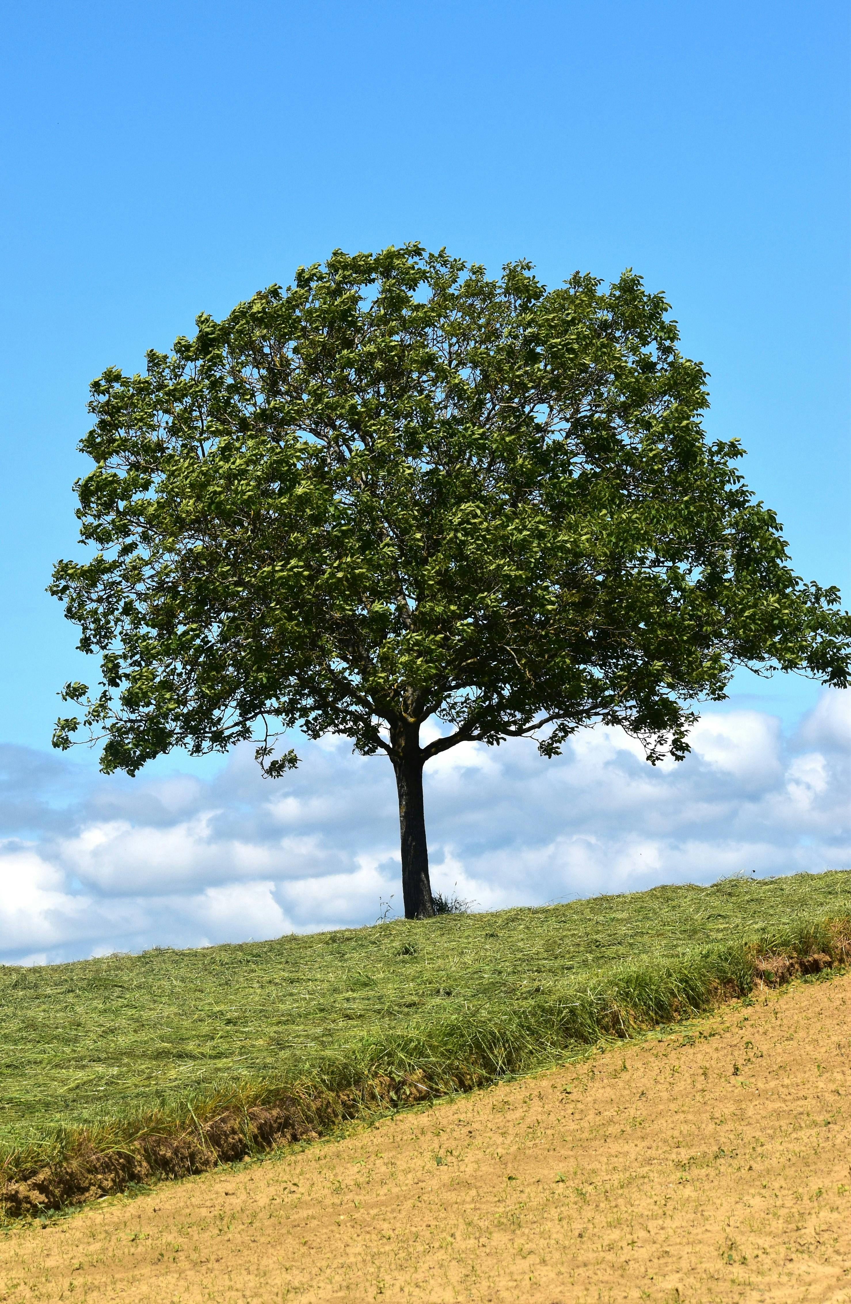 Single Tree Photos, Download The BEST Free Single Tree Stock Photos ...