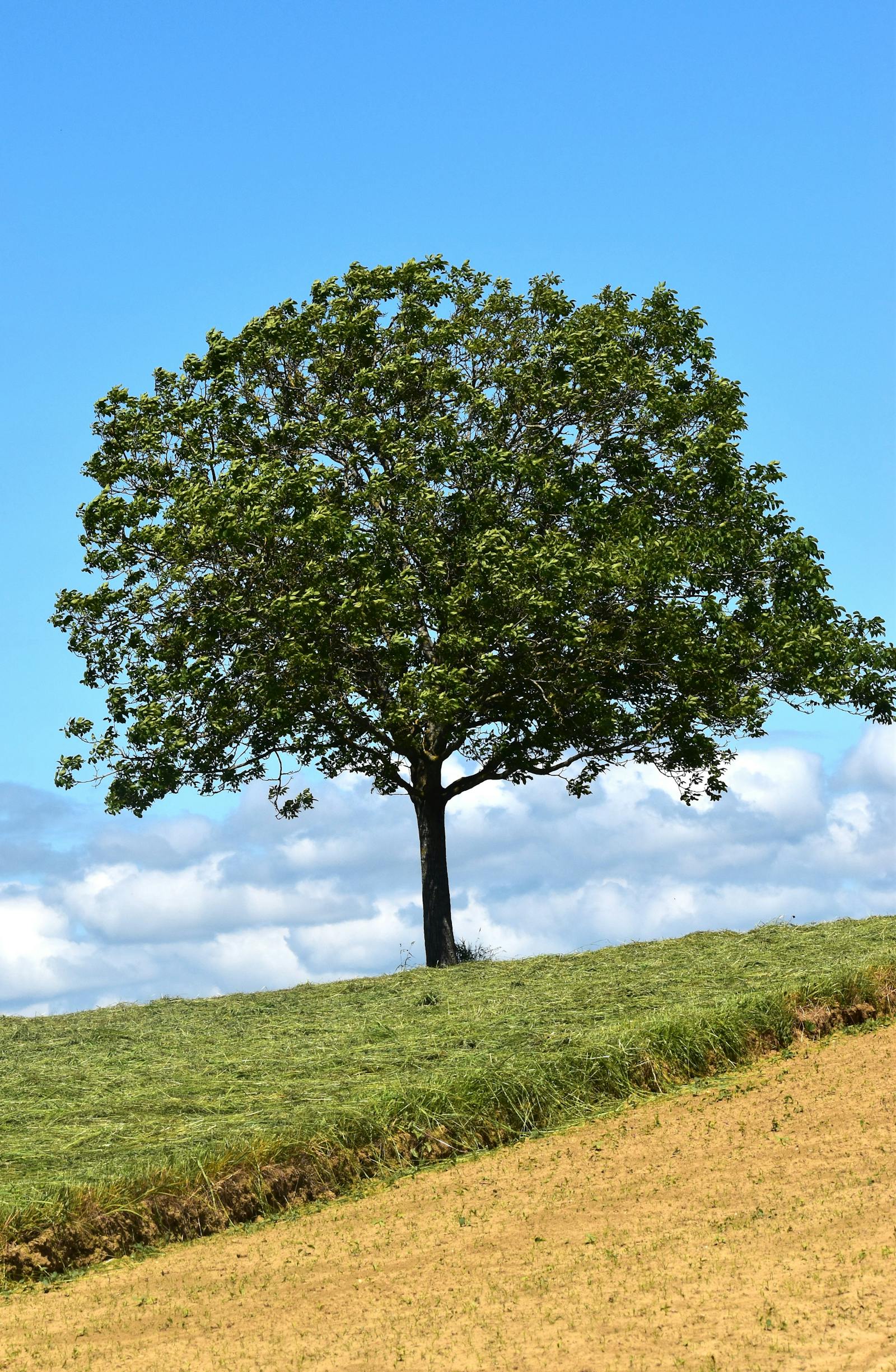 Single Tree Photos, Download The BEST Free Single Tree Stock Photos ...