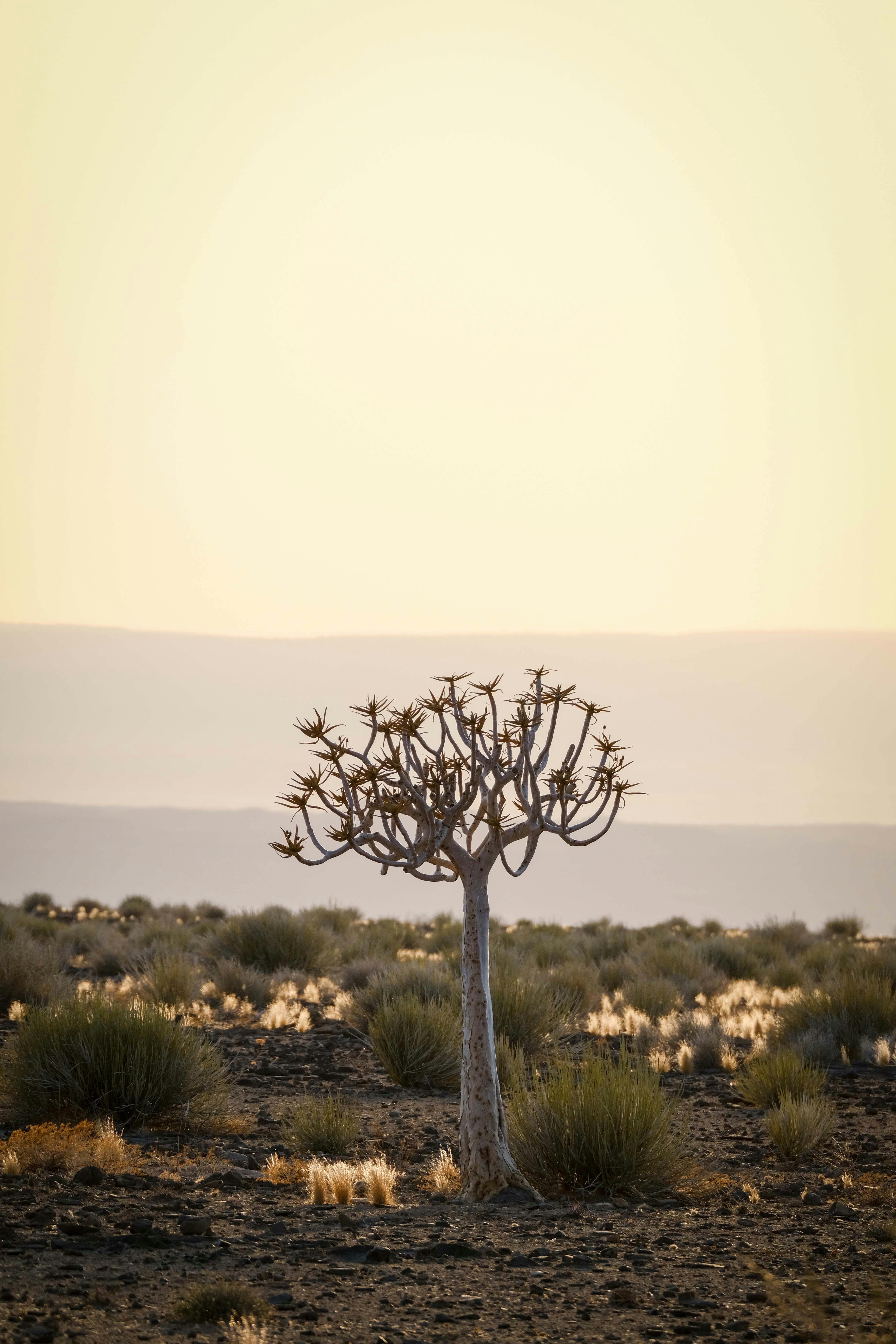 Solitary Quiver Tree in Arid Desert Landscape · Free Stock Photo
