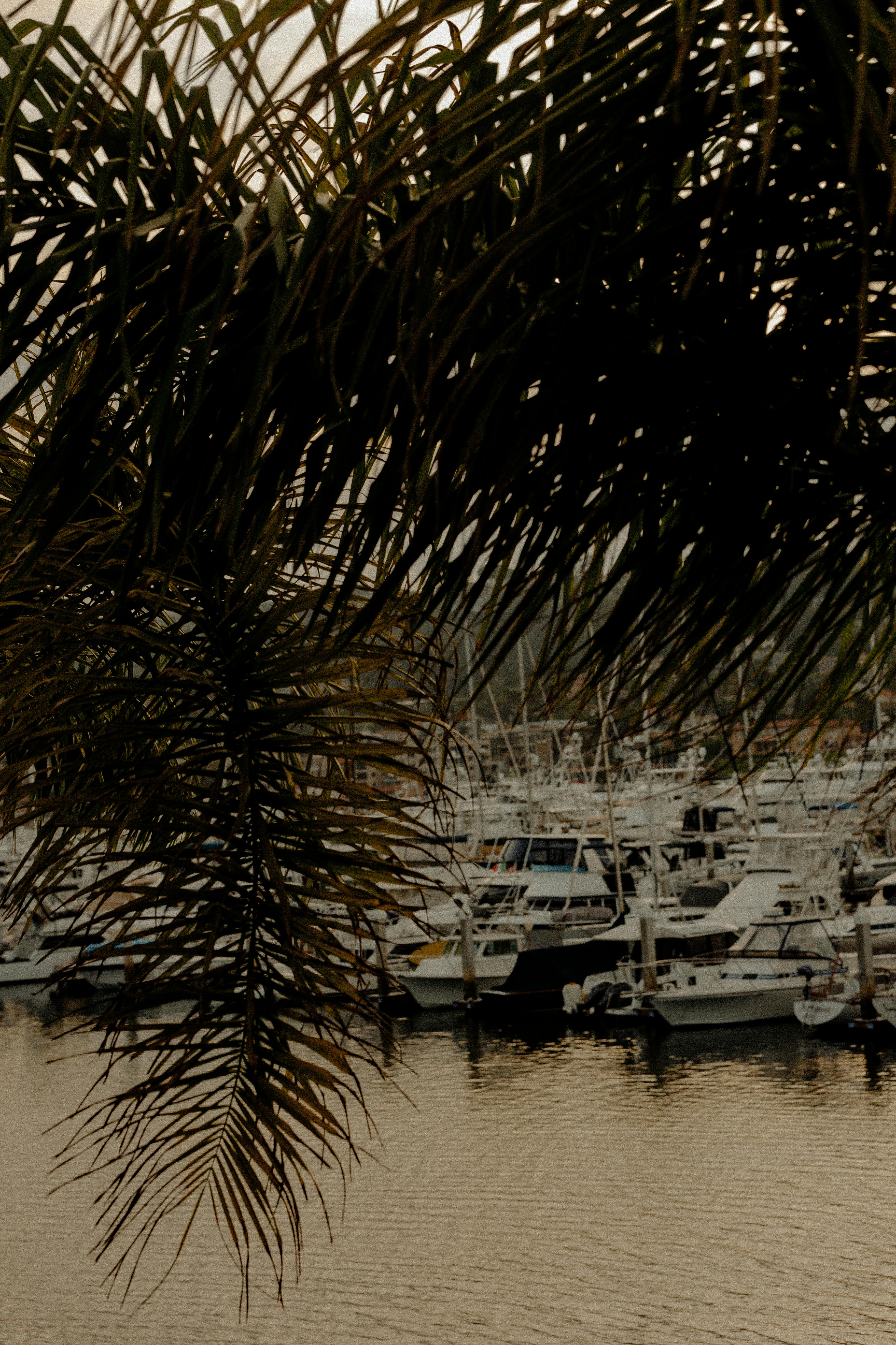 Boats Near Palm Trees · Free Stock Photo