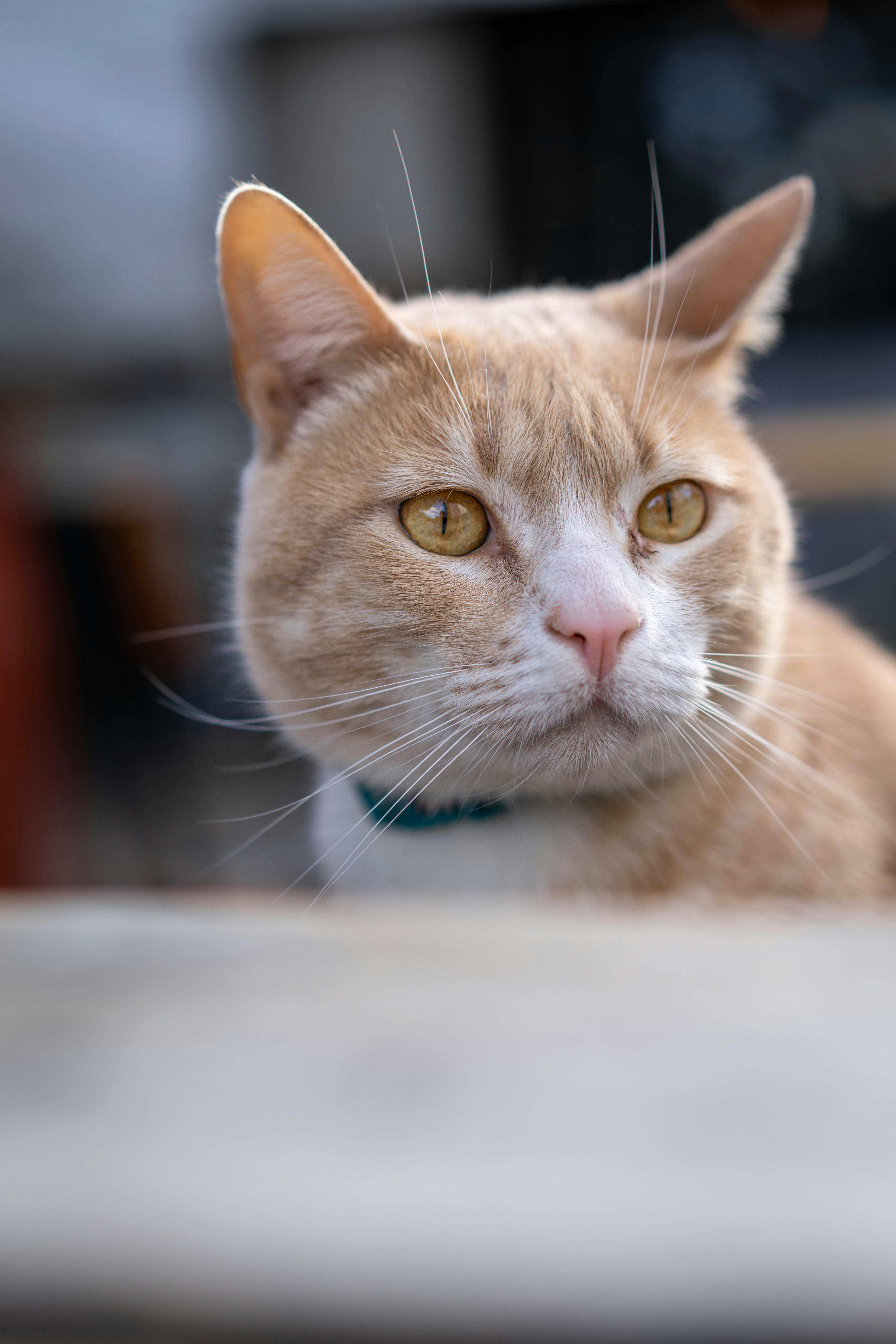 Portrait De Chat Roux En Extérieur Avec Mise Au Point Douce · Photo ...