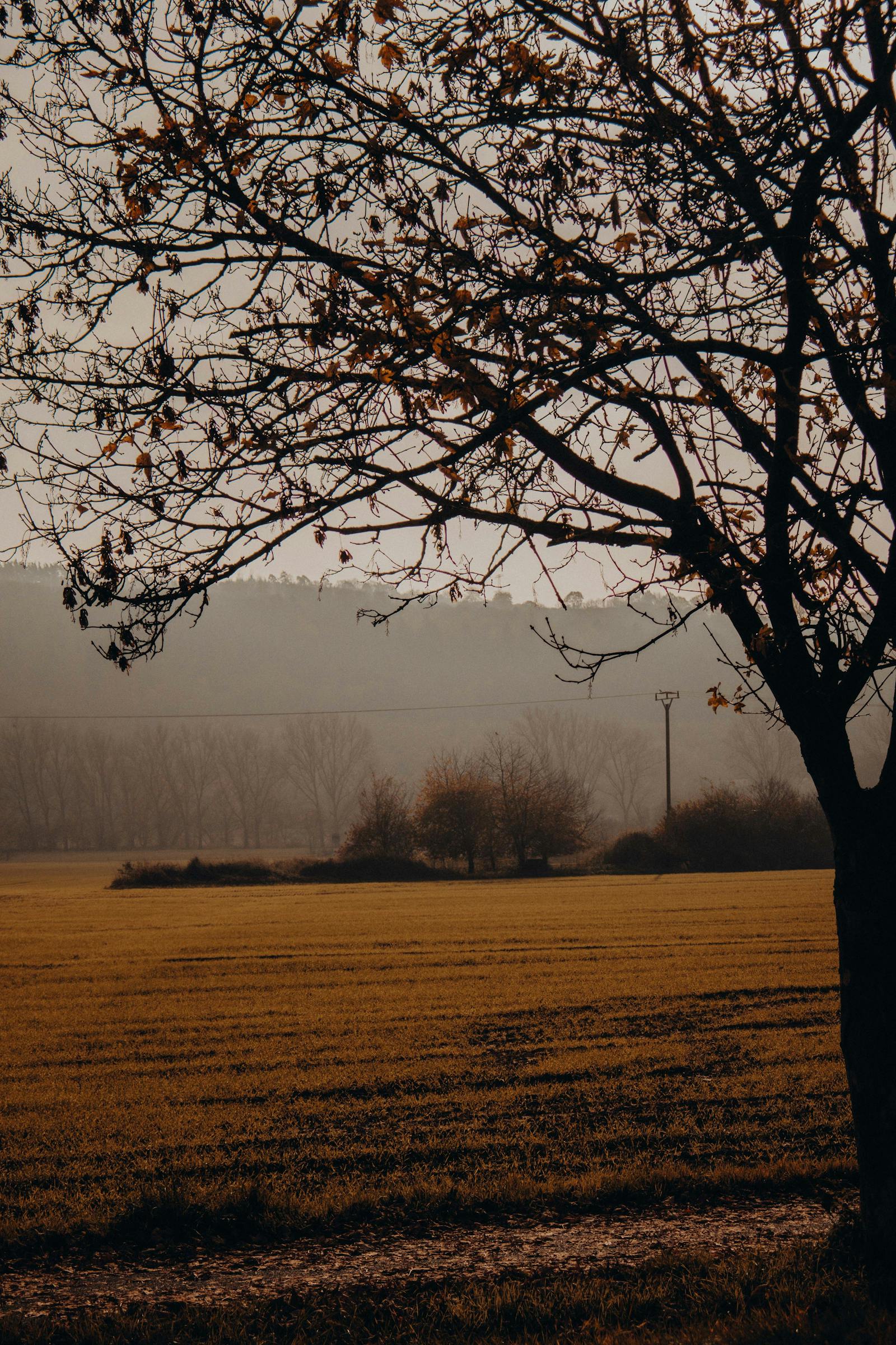 Bare Trees Photos, Download The BEST Free Bare Trees Stock Photos & HD ...