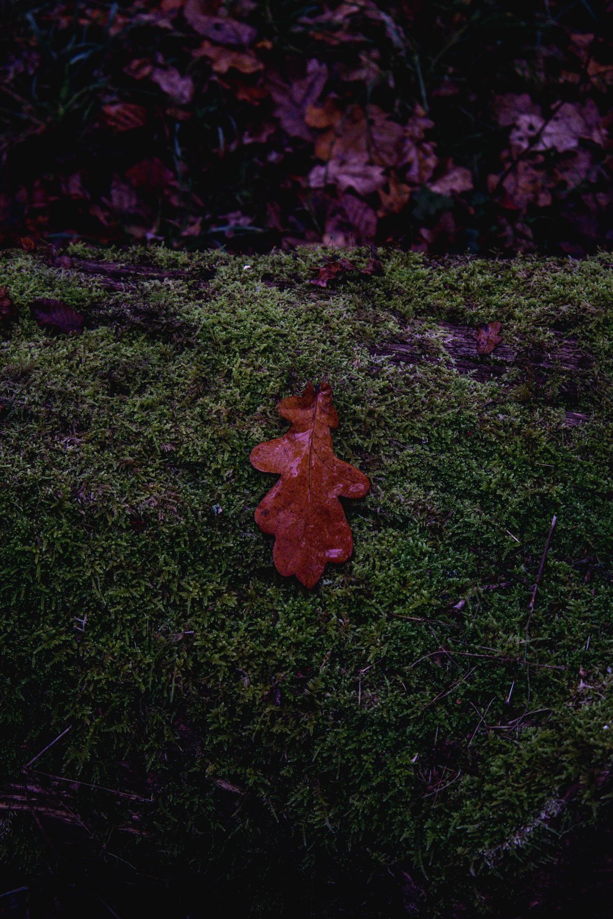 Fall Wallpaper Photos, Download The BEST Free Fall Wallpaper Stock ...