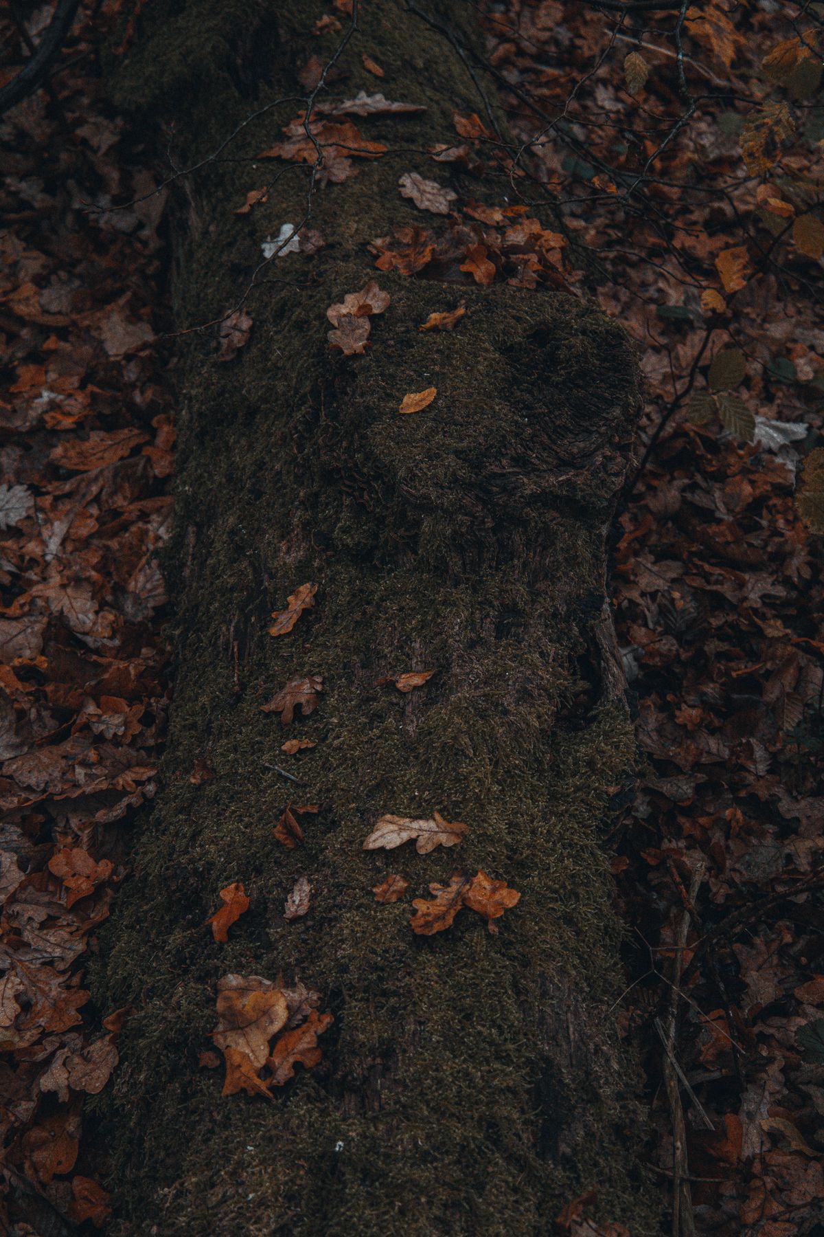 Fall Wallpaper Photos, Download The BEST Free Fall Wallpaper Stock ...