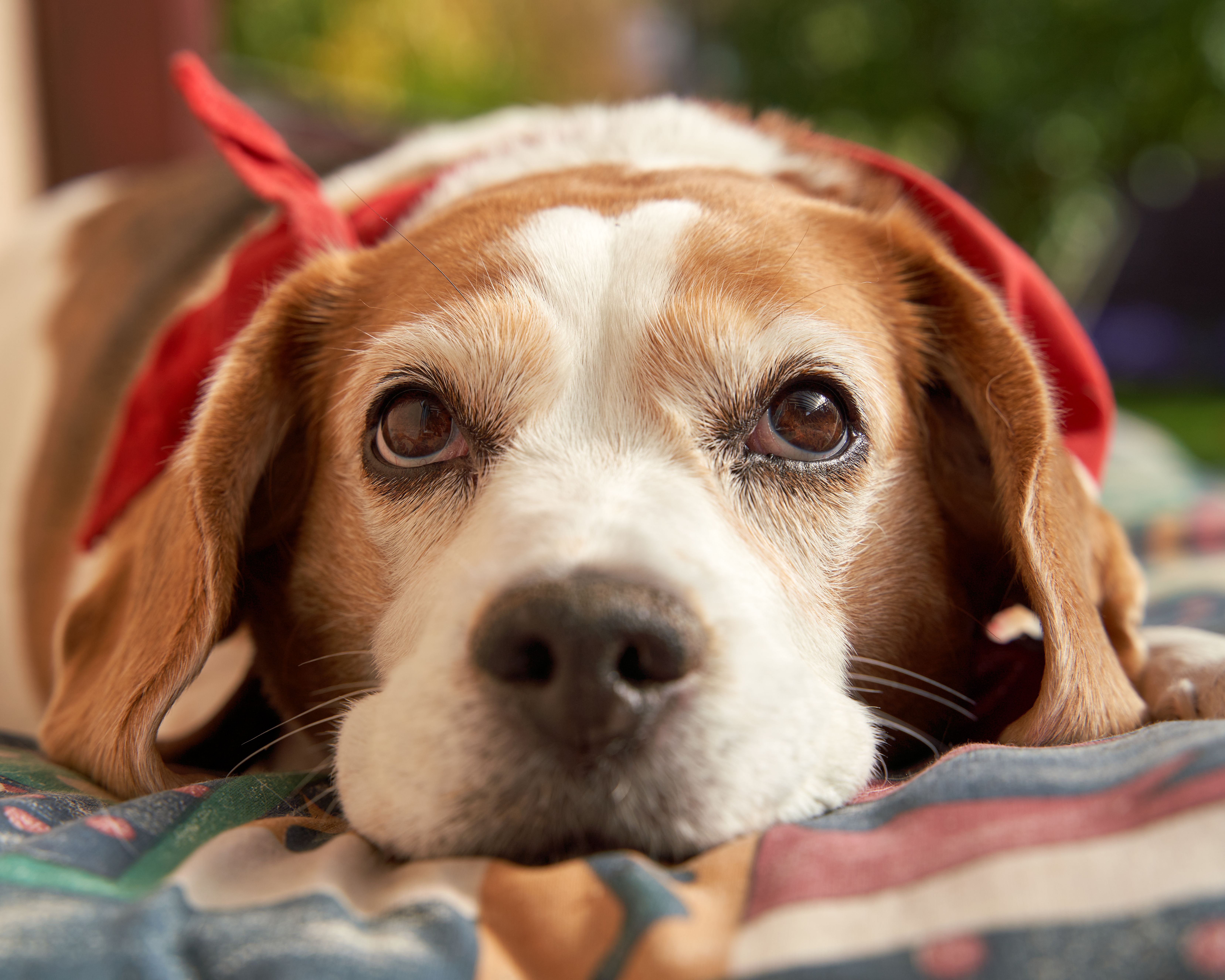 Perro Beagle Atento Relajándose Sobre Una Manta · Foto de stock gratuita