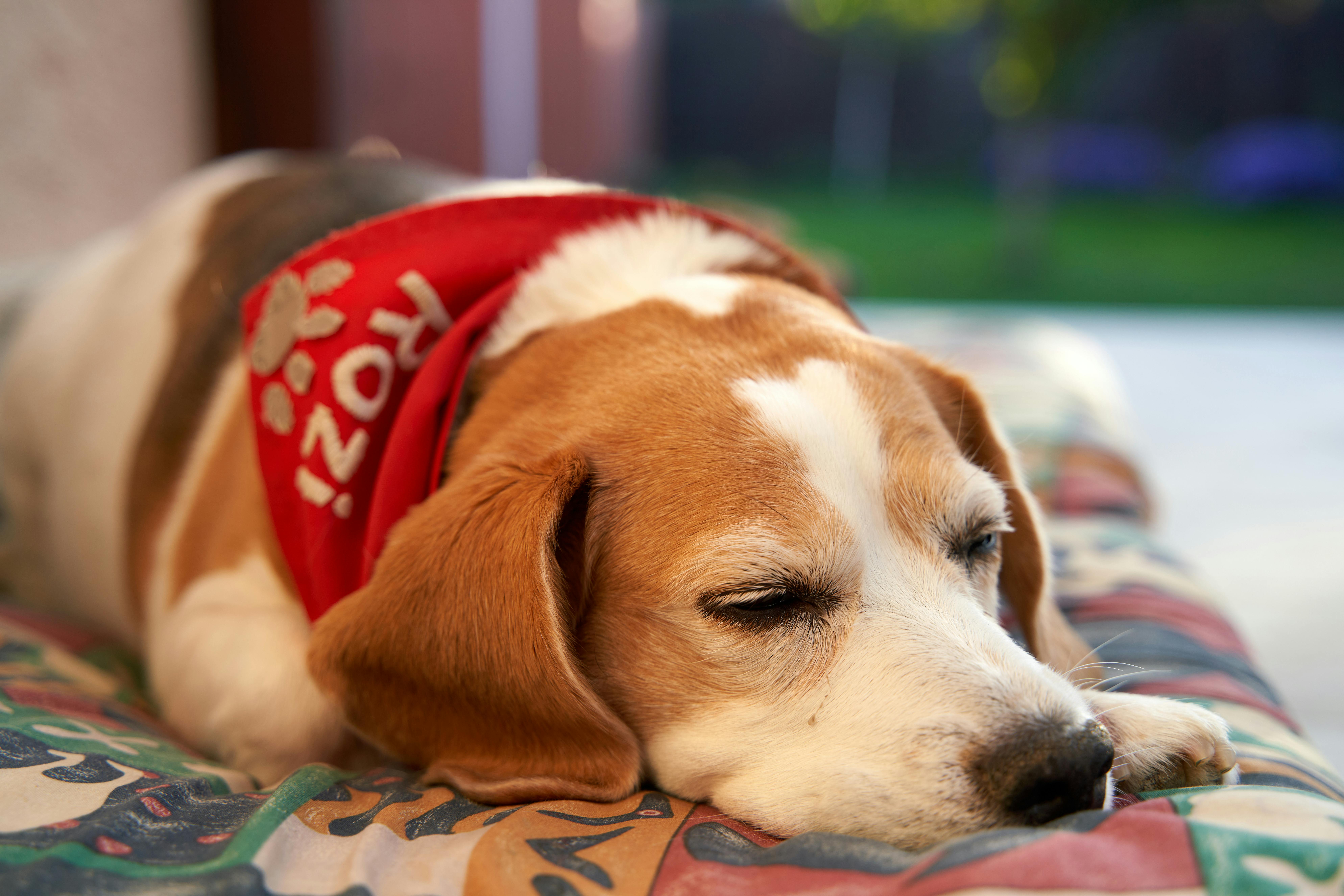 Cozy Beagle Nap Outdoors on a Sunny Day · Free Stock Photo