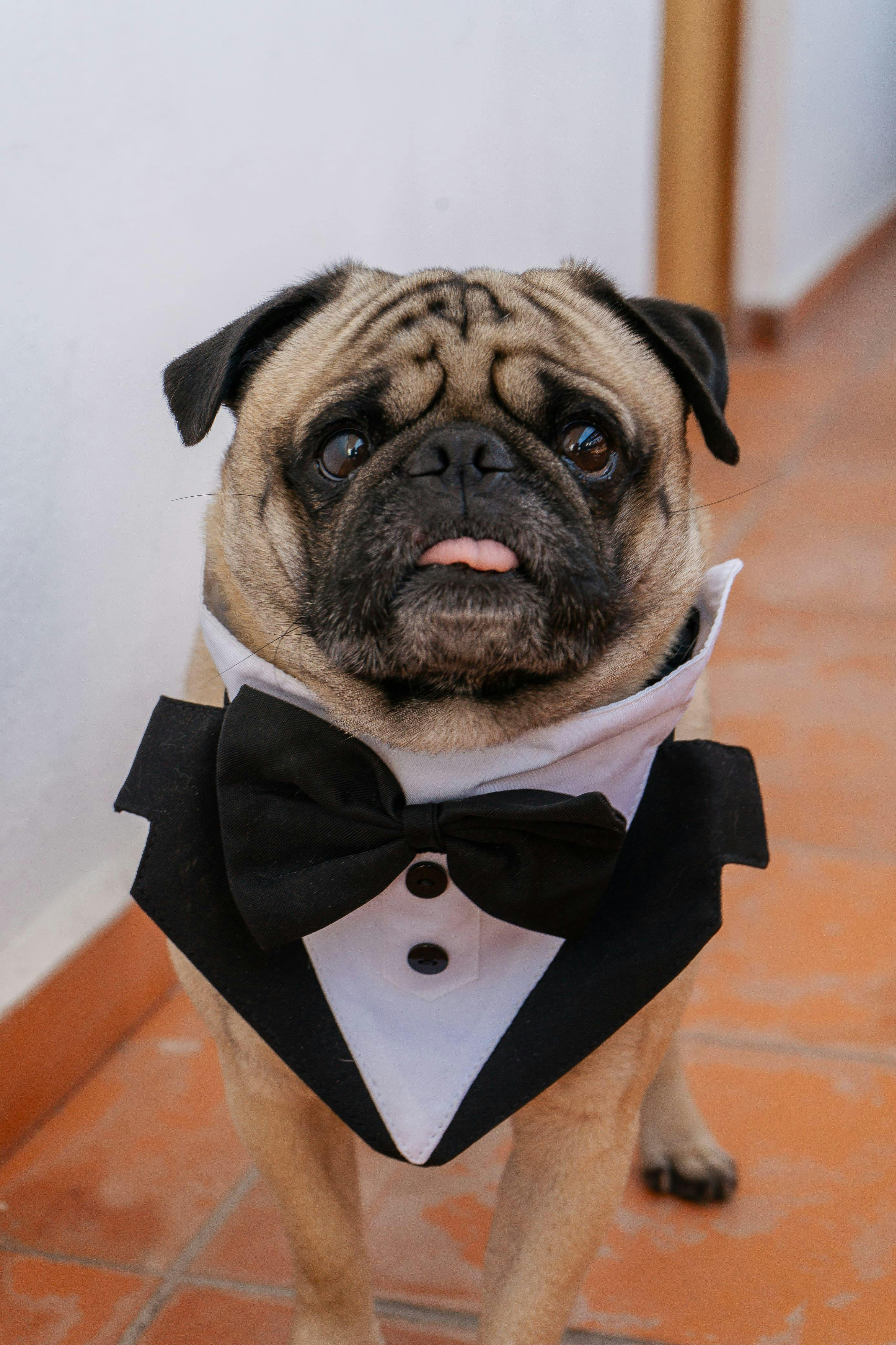Adorable Pug Dressed in a Tuxedo Indoors · Free Stock Photo