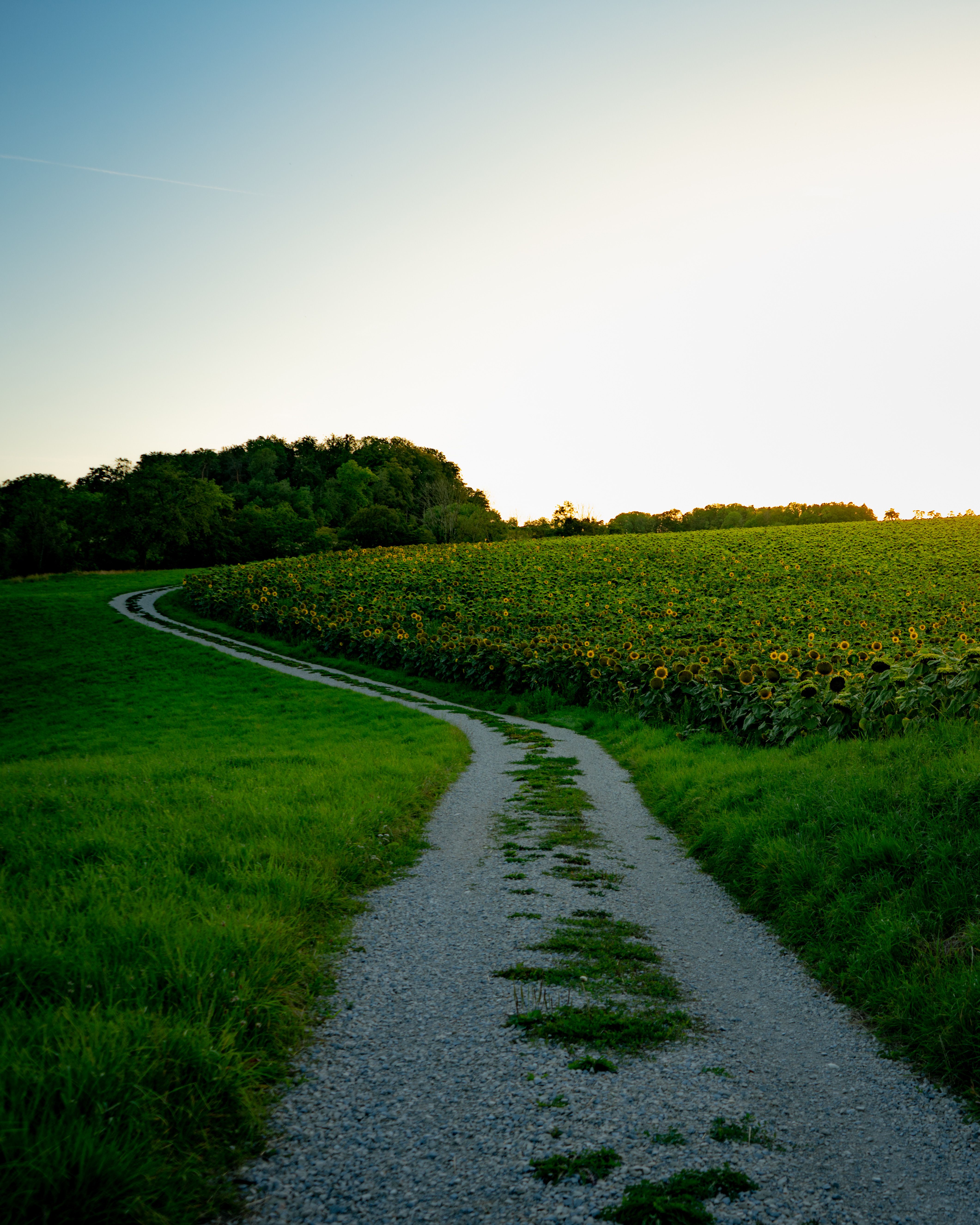 Scenic Rural Path Through Sunflower Field at Sunset · Free Stock Photo