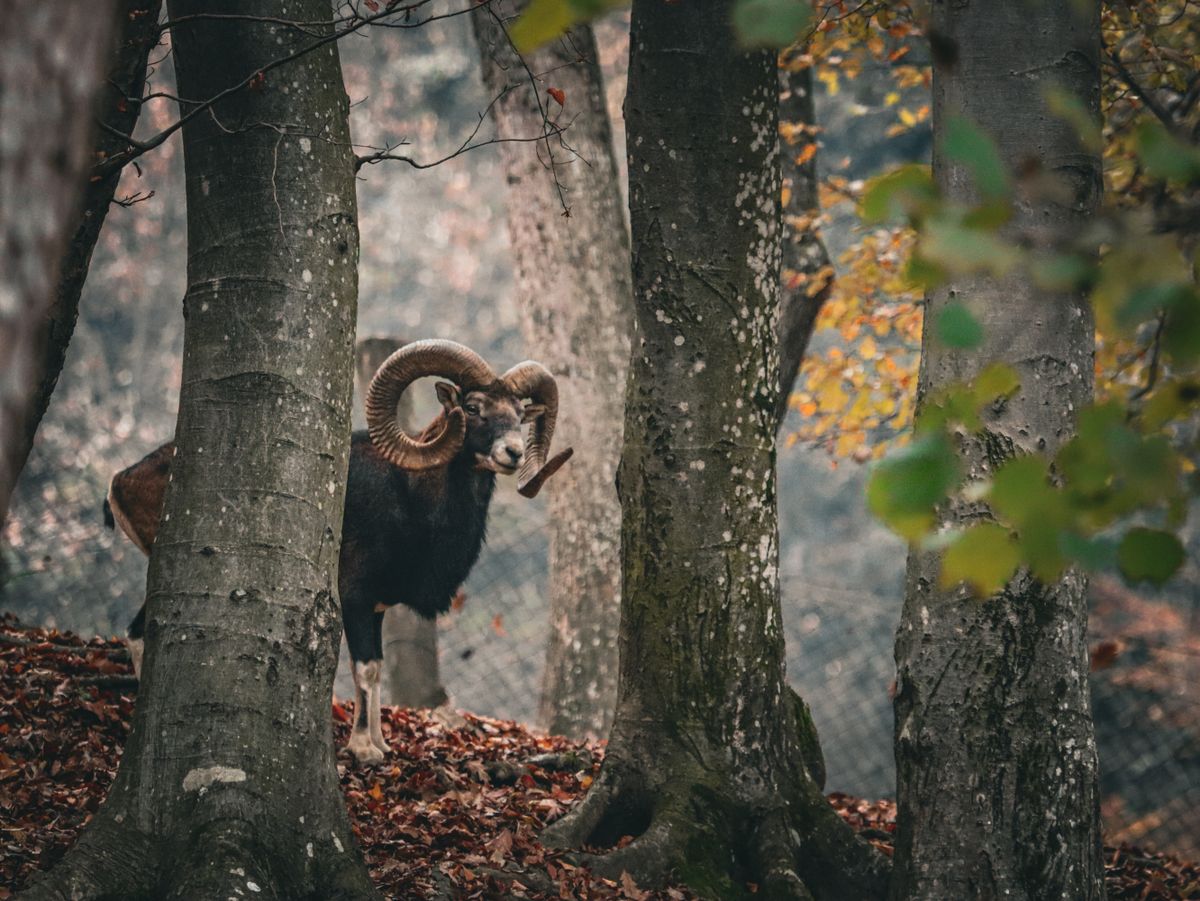 Forest Animals Photos, Download The BEST Free Forest Animals Stock ...