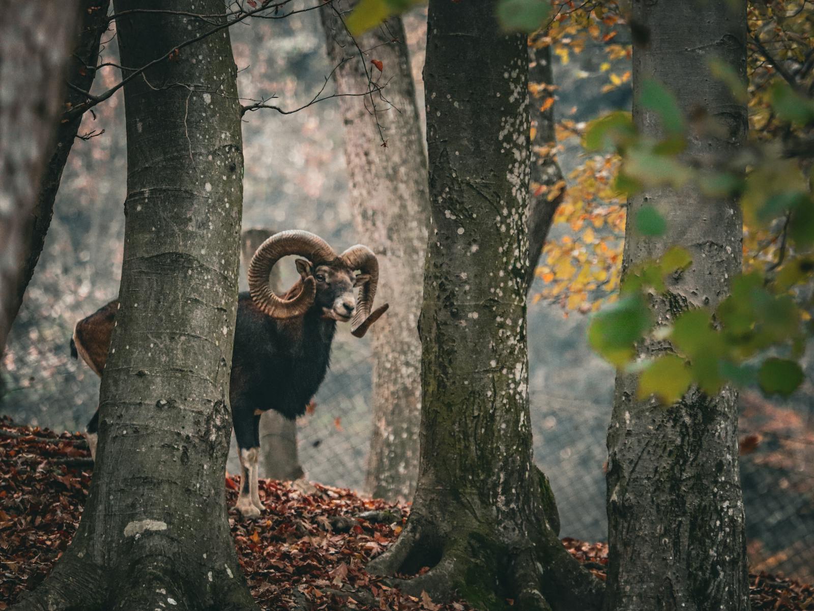 Forest Animals Photos, Download The BEST Free Forest Animals Stock ...