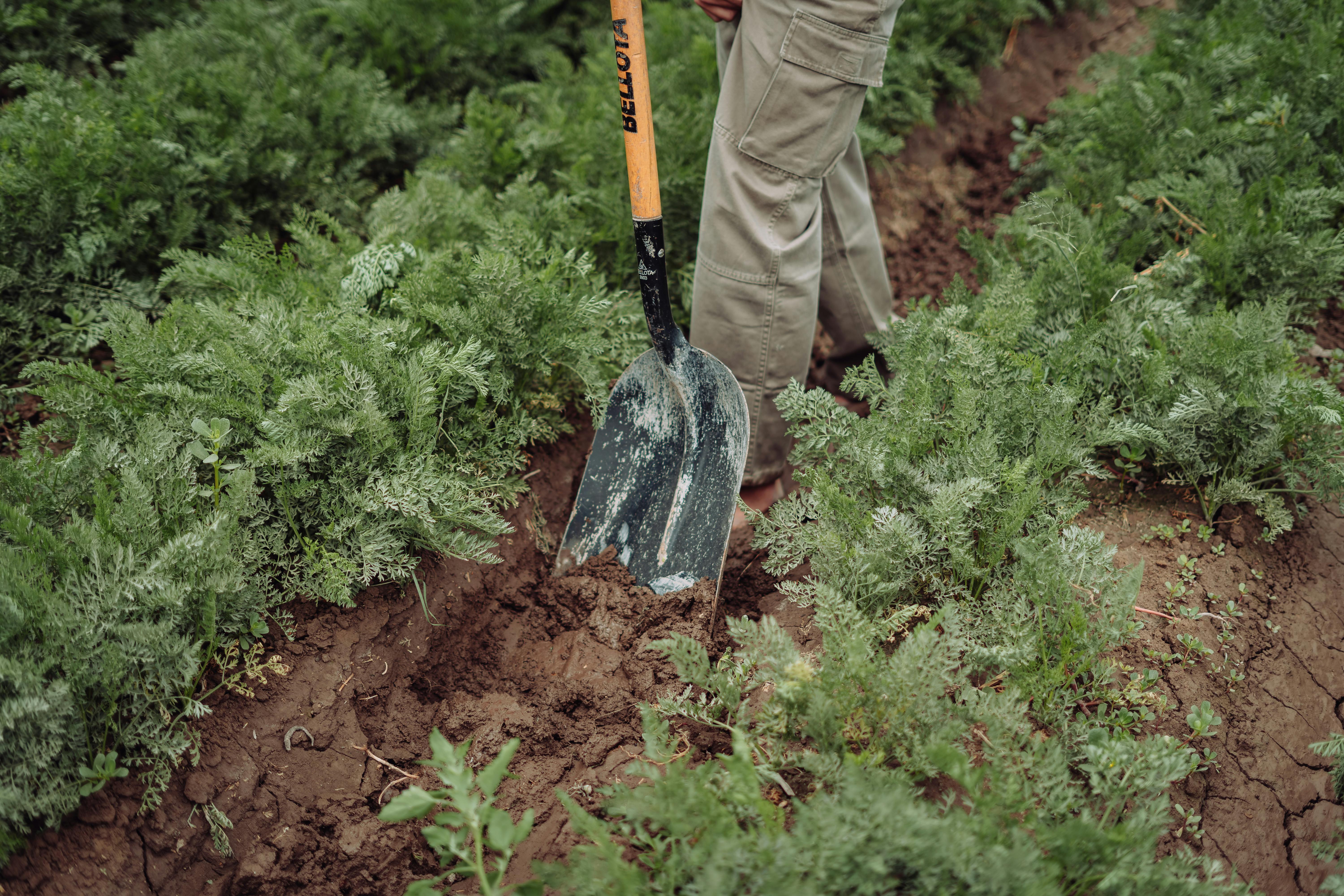 Gardener Digging Soil in Vegetable Patch · Free Stock Photo