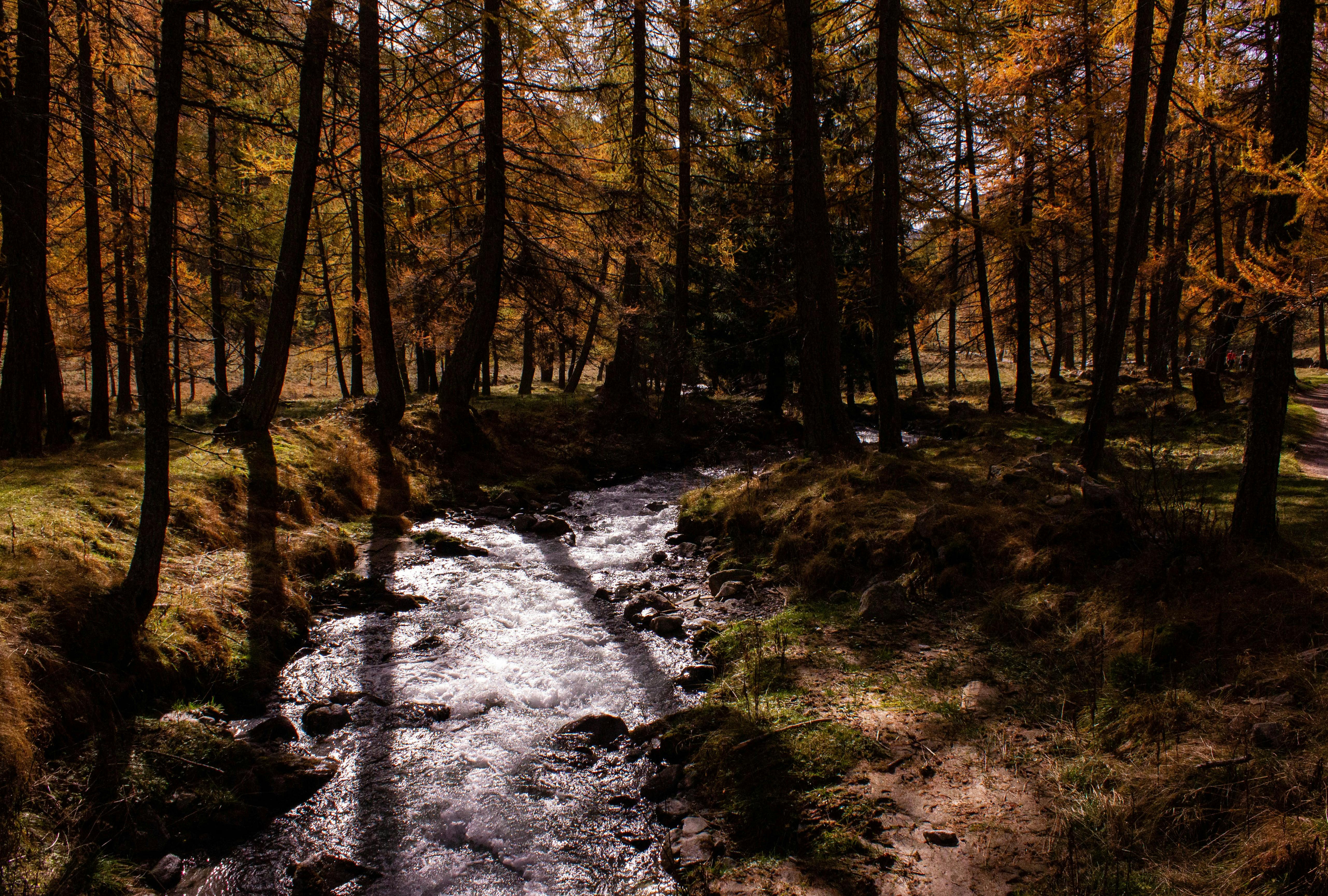 Tranquil Forest Stream in Autumn Light · Free Stock Photo