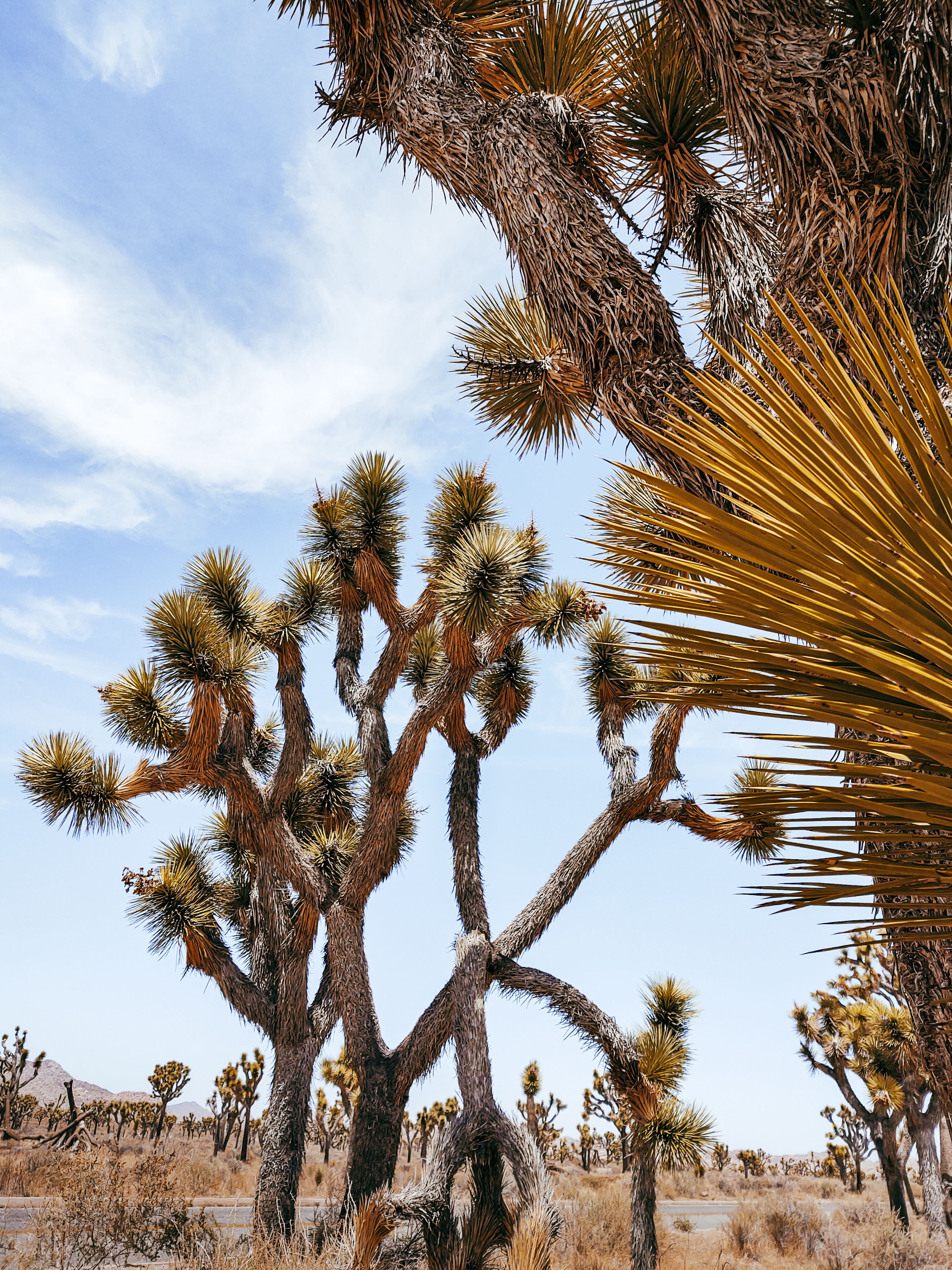 Stunning View of Joshua Trees in Mojave Desert · Free Stock Photo