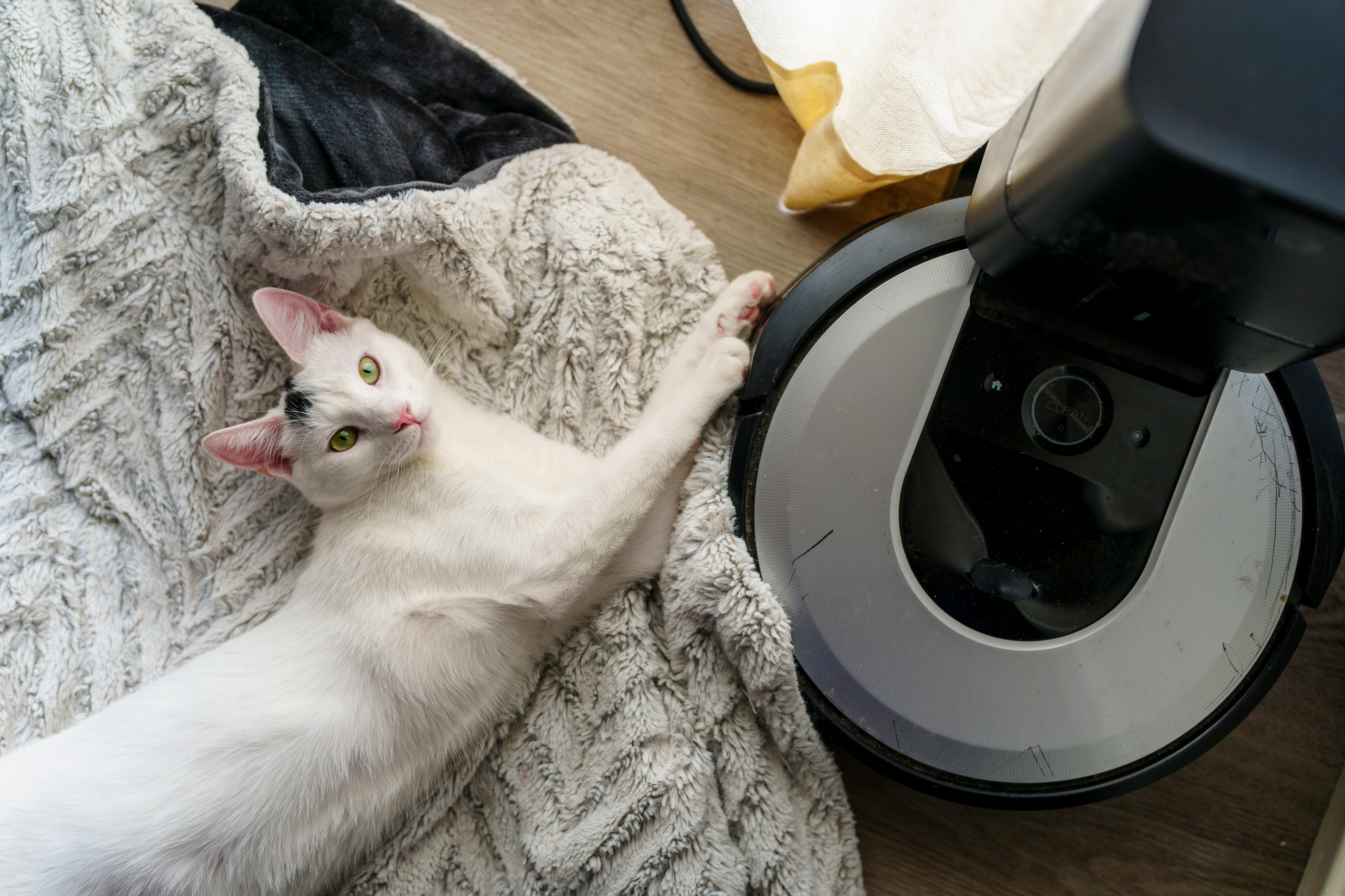 Playful Cat Next to Vacuum Cleaner Indoors · Free Stock Photo