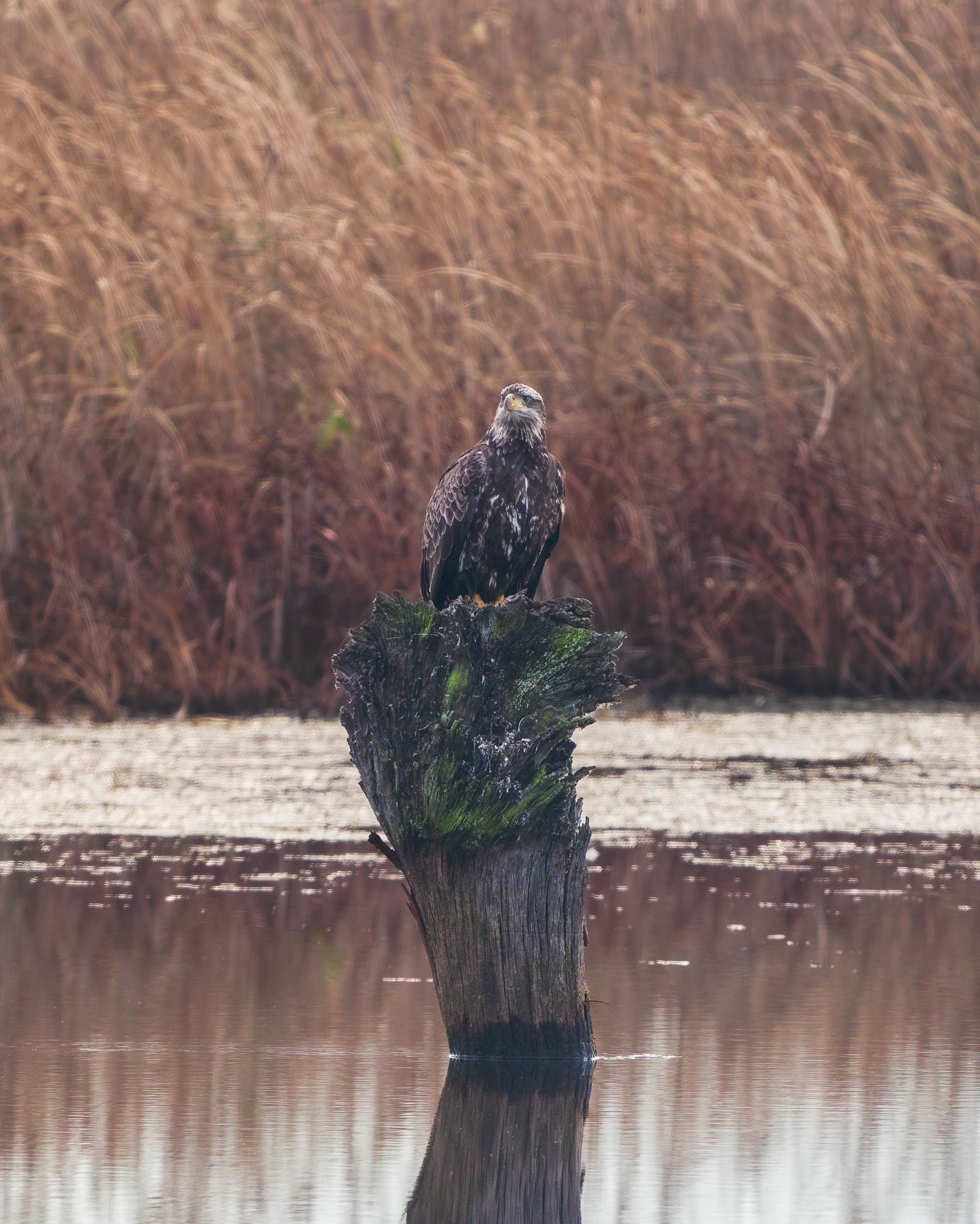 Bald Eagle Perched on Stump in Seneca Falls Wetlands · Free Stock Photo