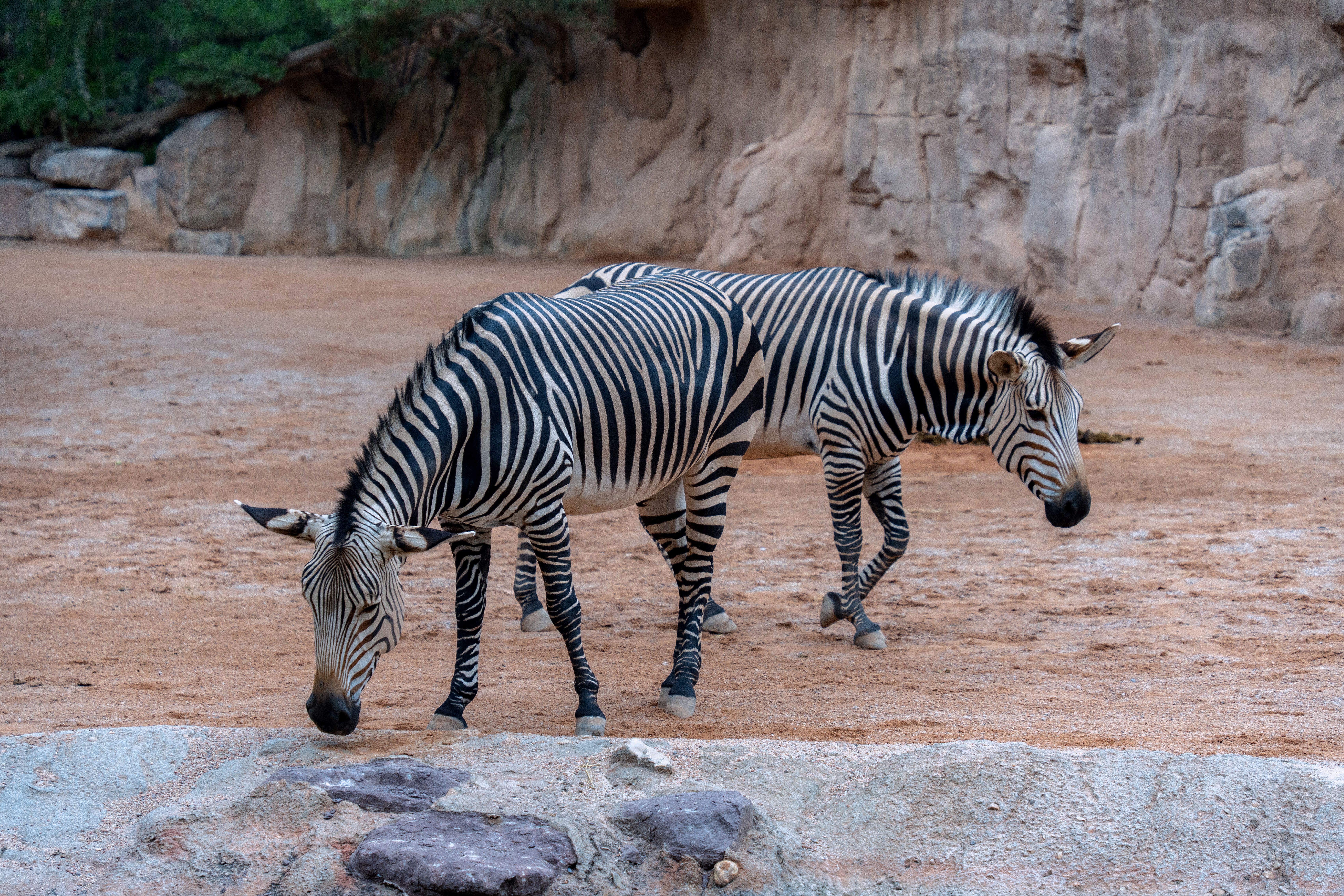 Two Zebras Grazing in Valencia Zoo Enclosure · Free Stock Photo