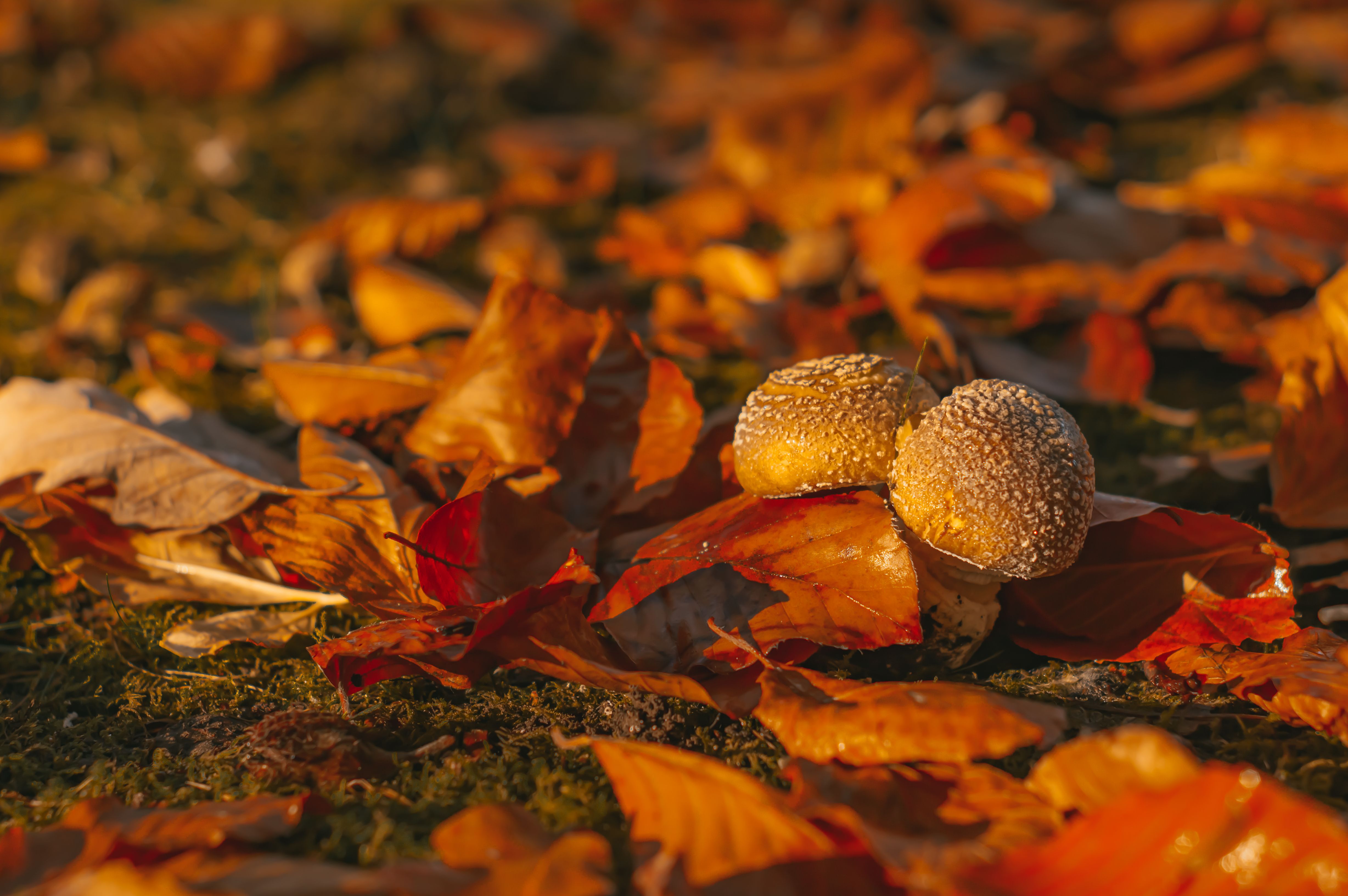 Golden Mushrooms Among Autumn Leaves · Free Stock Photo