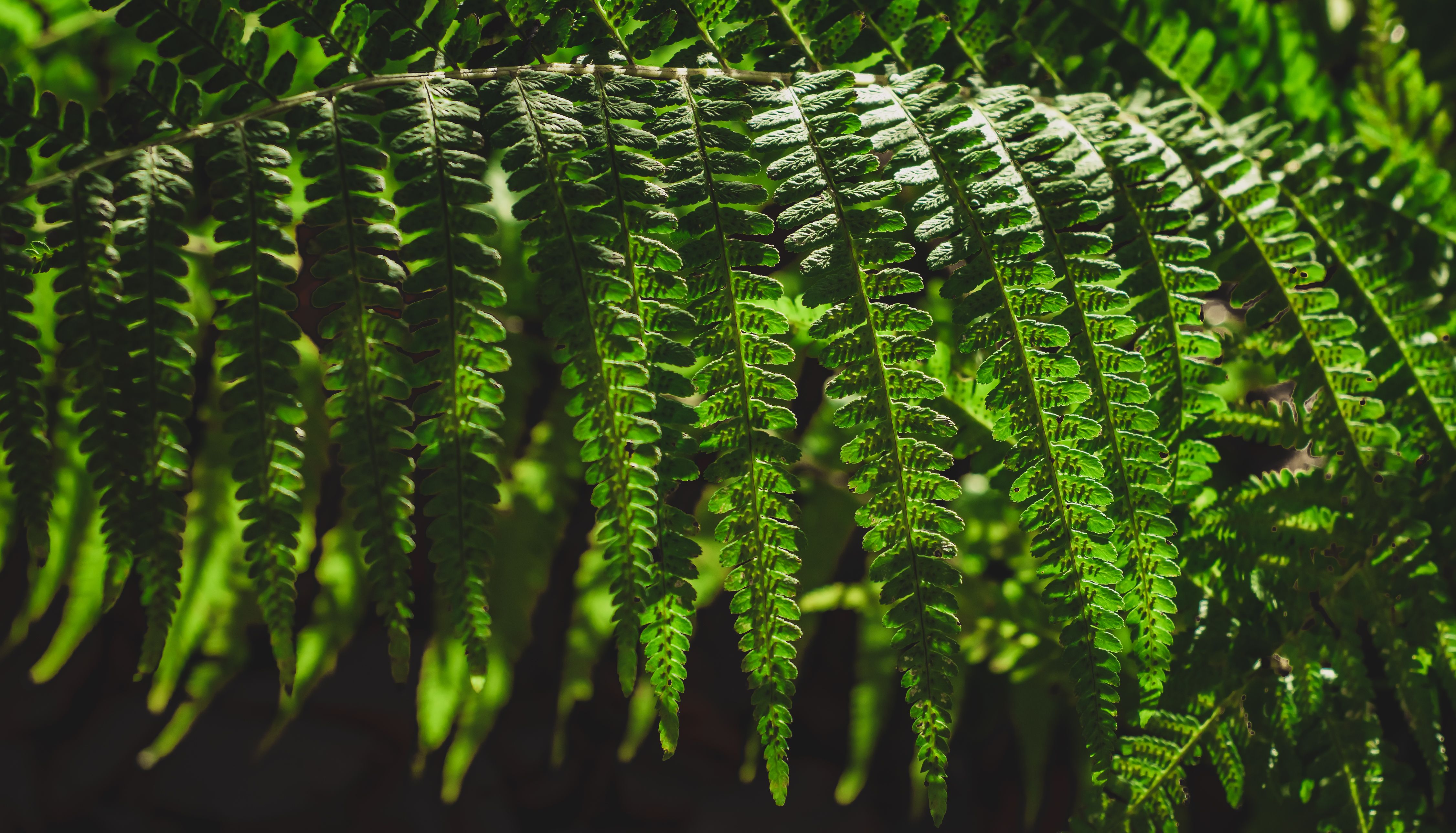 Vibrant Green Fern Fronds in Natural Light · Free Stock Photo