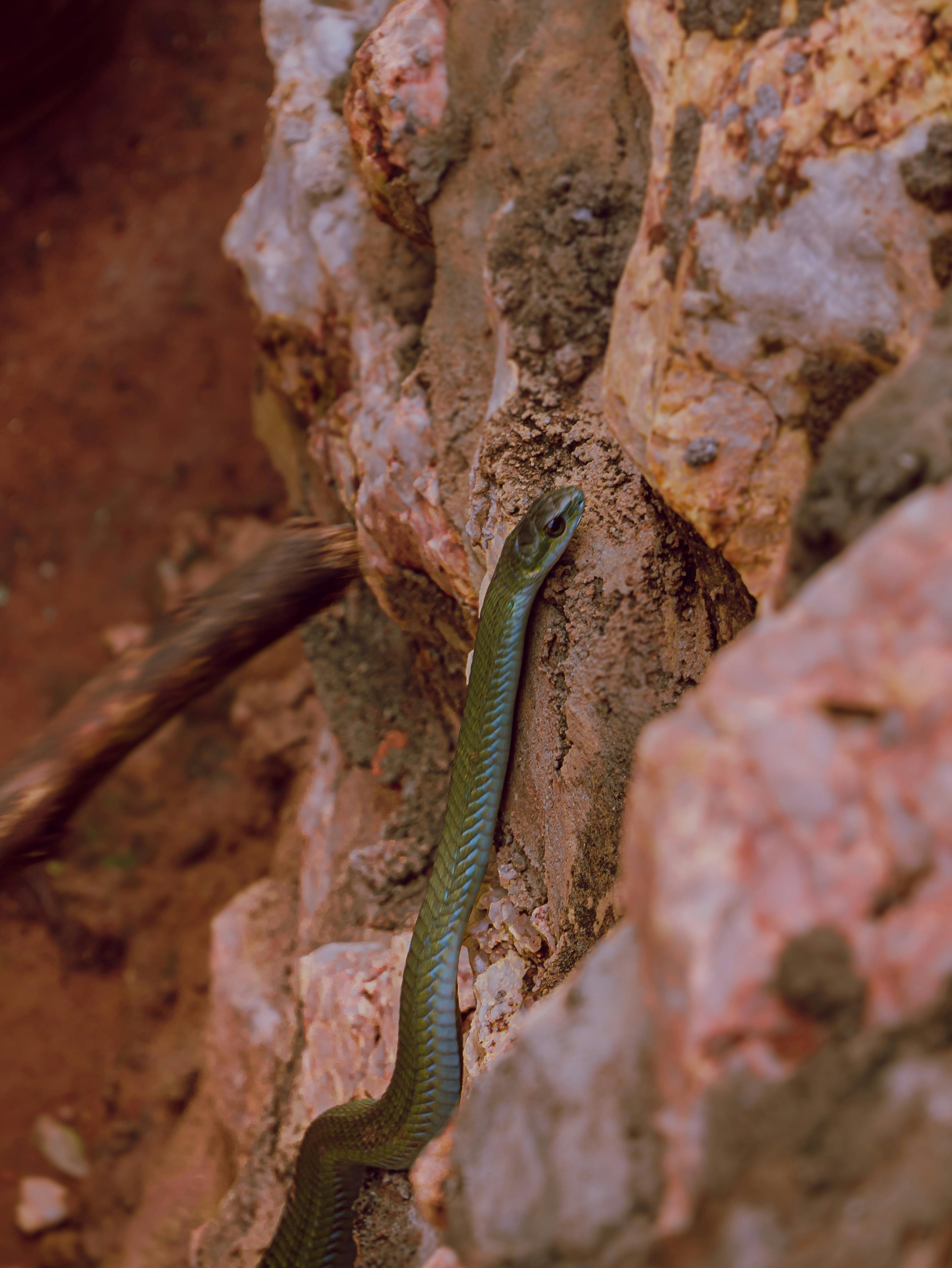 Green Snake on Rugged Rocky Terrain · Free Stock Photo