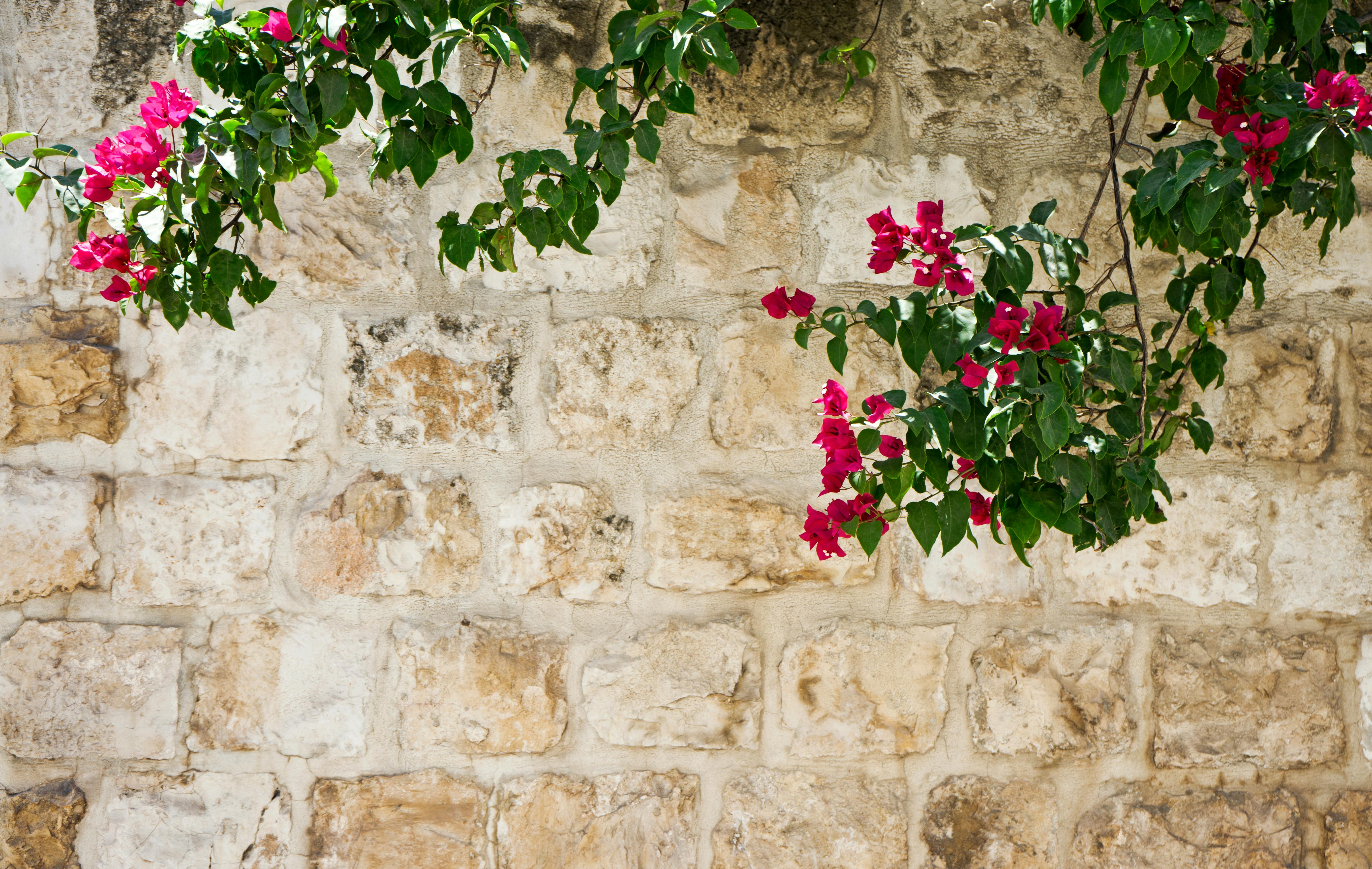 Flowers on Stone Wall · Free Stock Photo