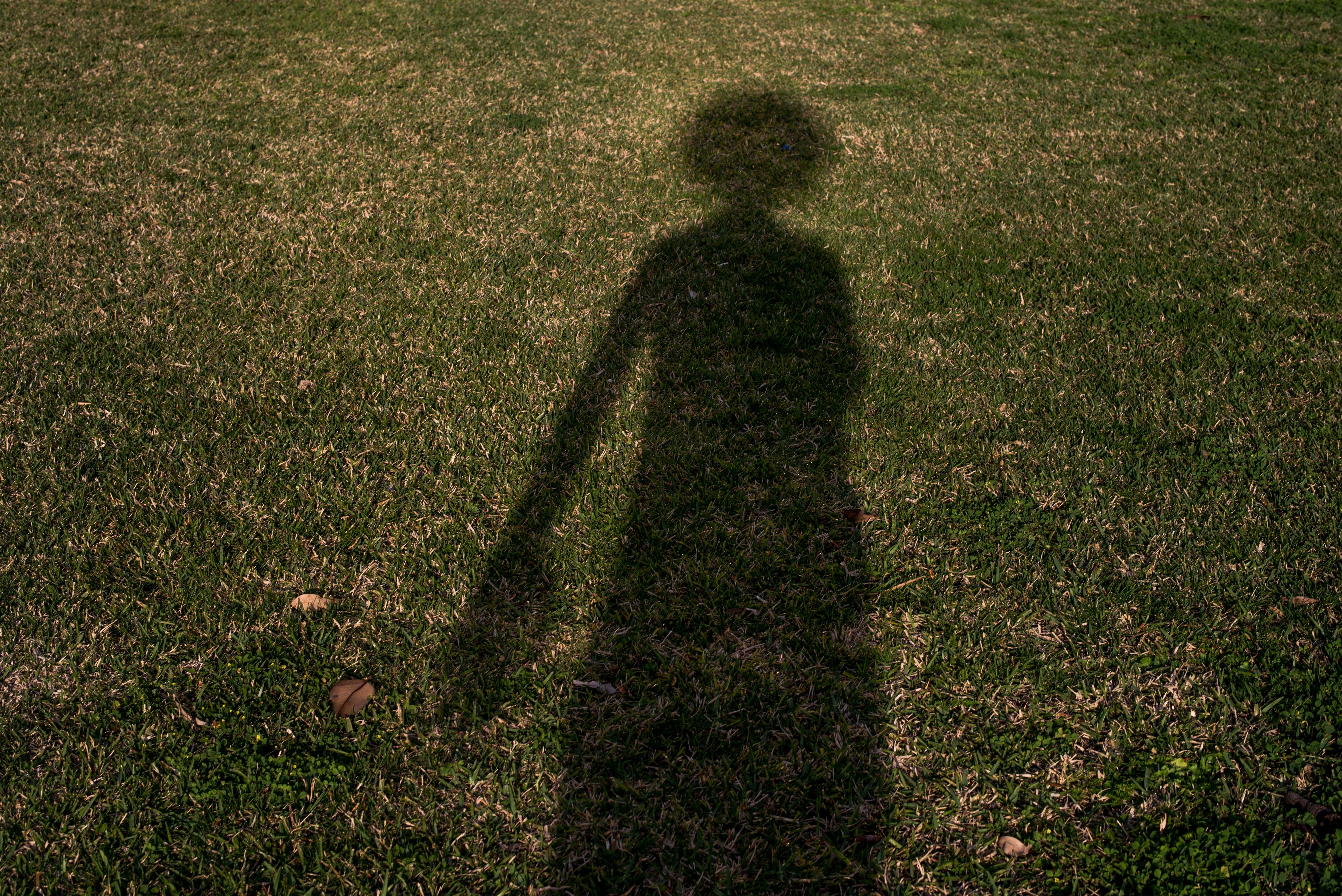 Shadow of Person on Grass Lawn Outdoors · Free Stock Photo