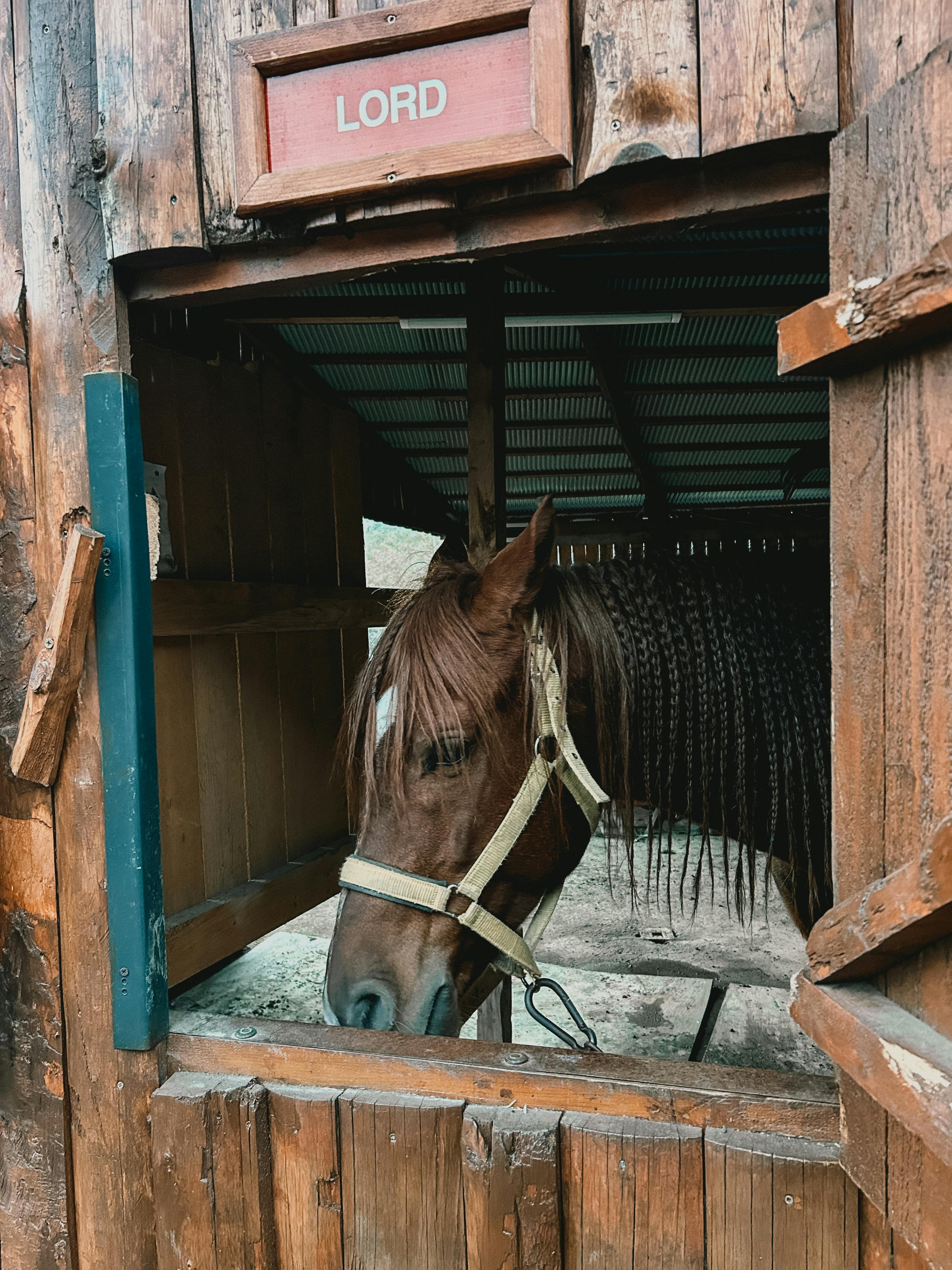 Brown Horse in a Rustic Wooden Stable · Free Stock Photo