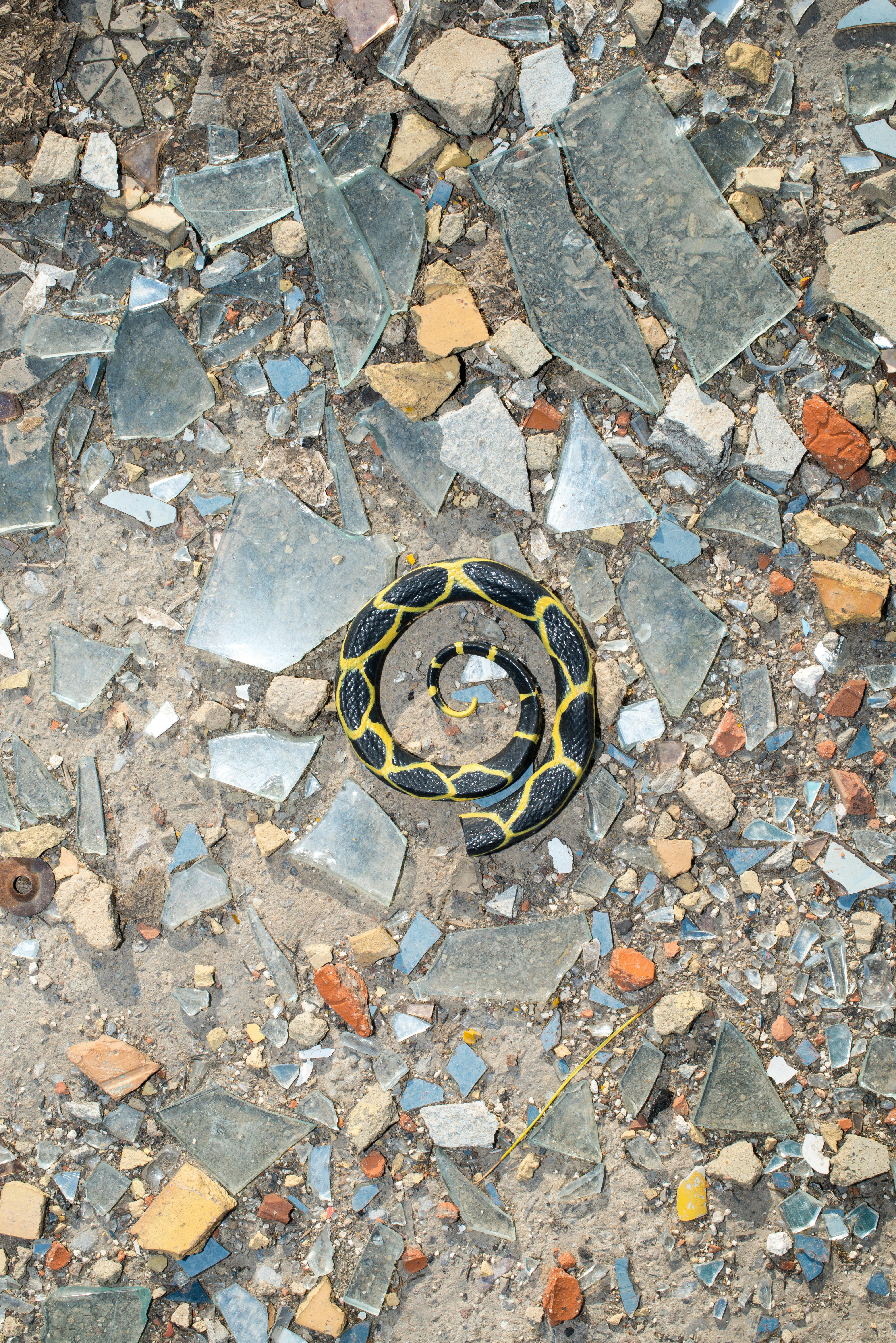 Snake Among Shattered Glass and Debris Outdoors · Free Stock Photo