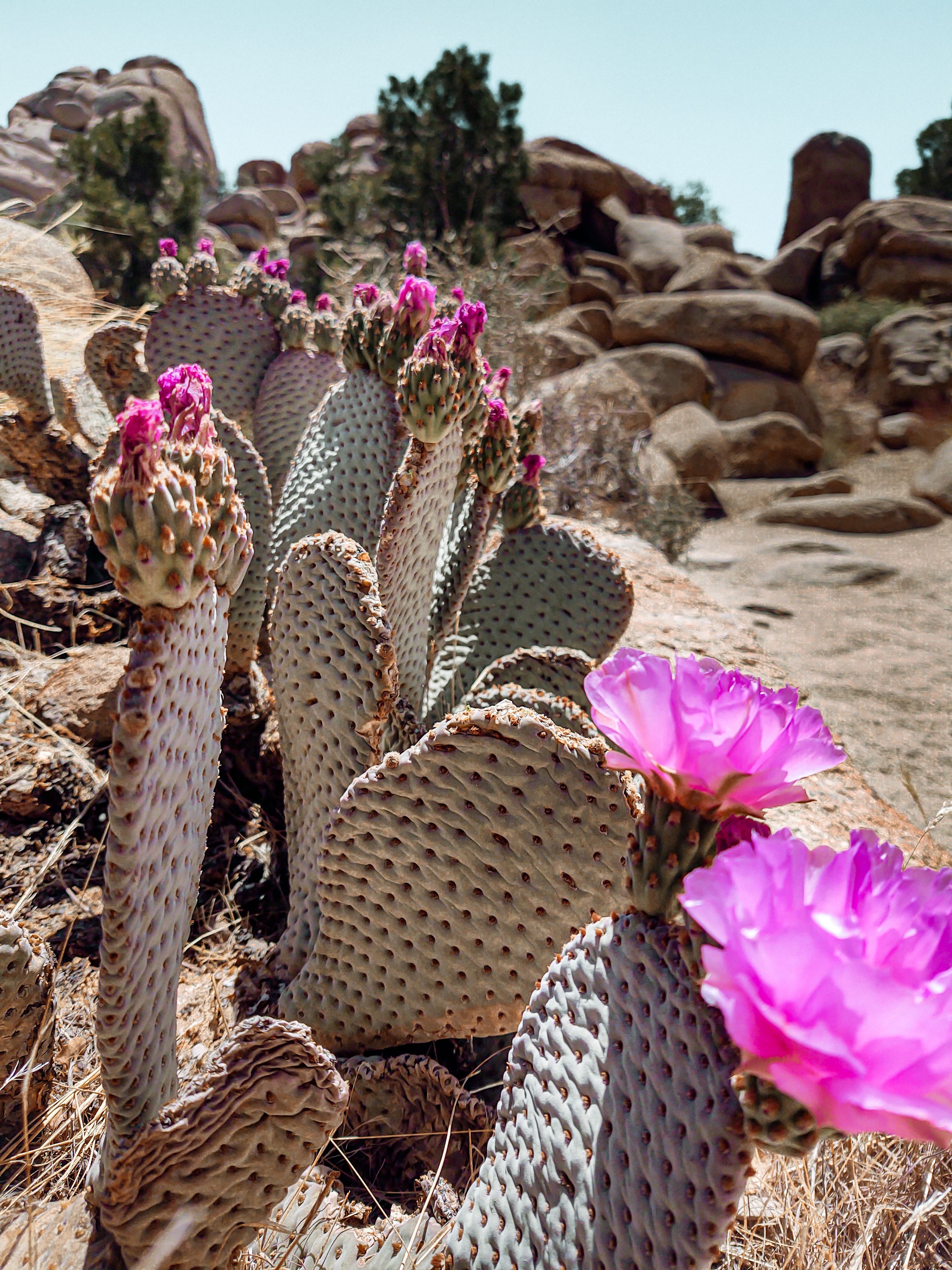 Vibrant Pink Cactus Blooms in Desert Landscape · Free Stock Photo
