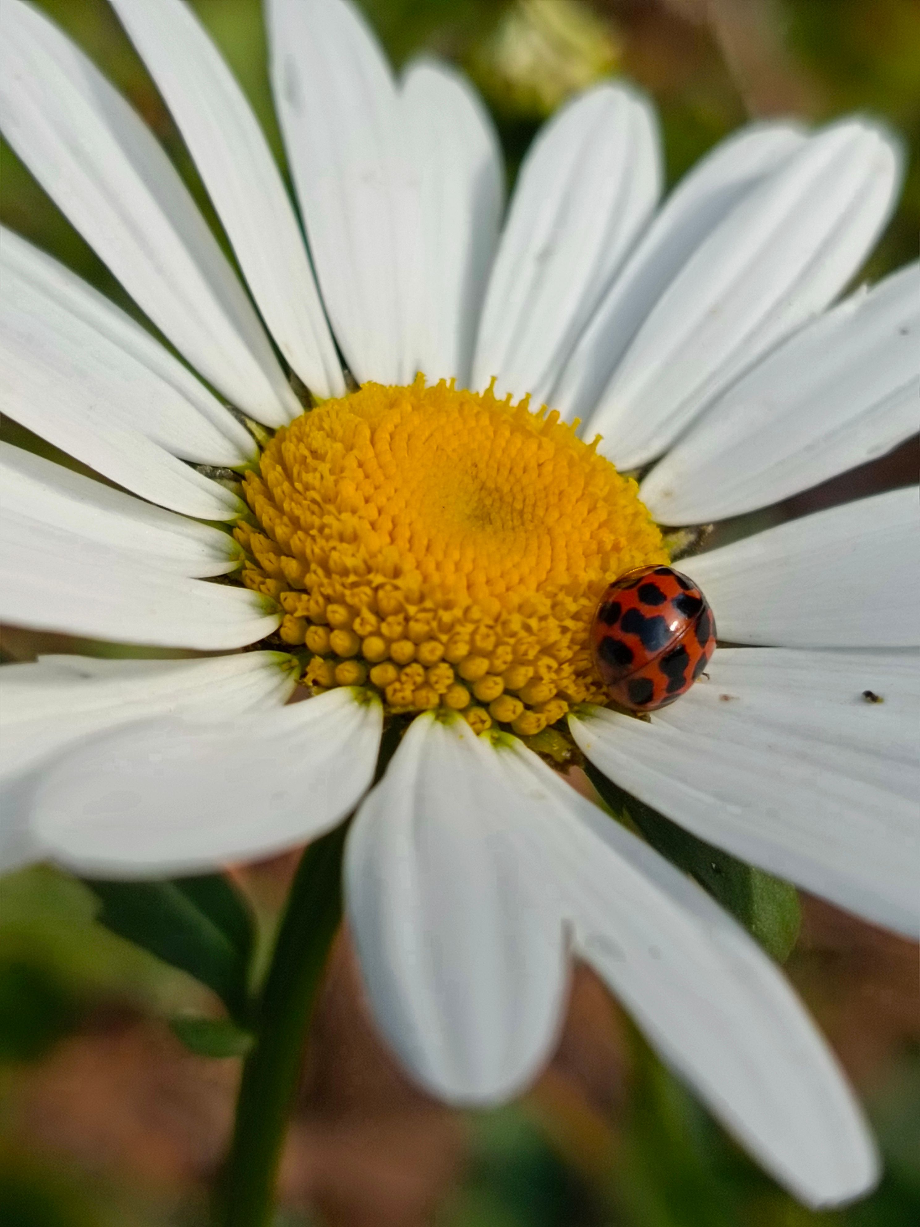 Ladybugs Photos, Download The BEST Free Ladybugs Stock Photos & HD Images