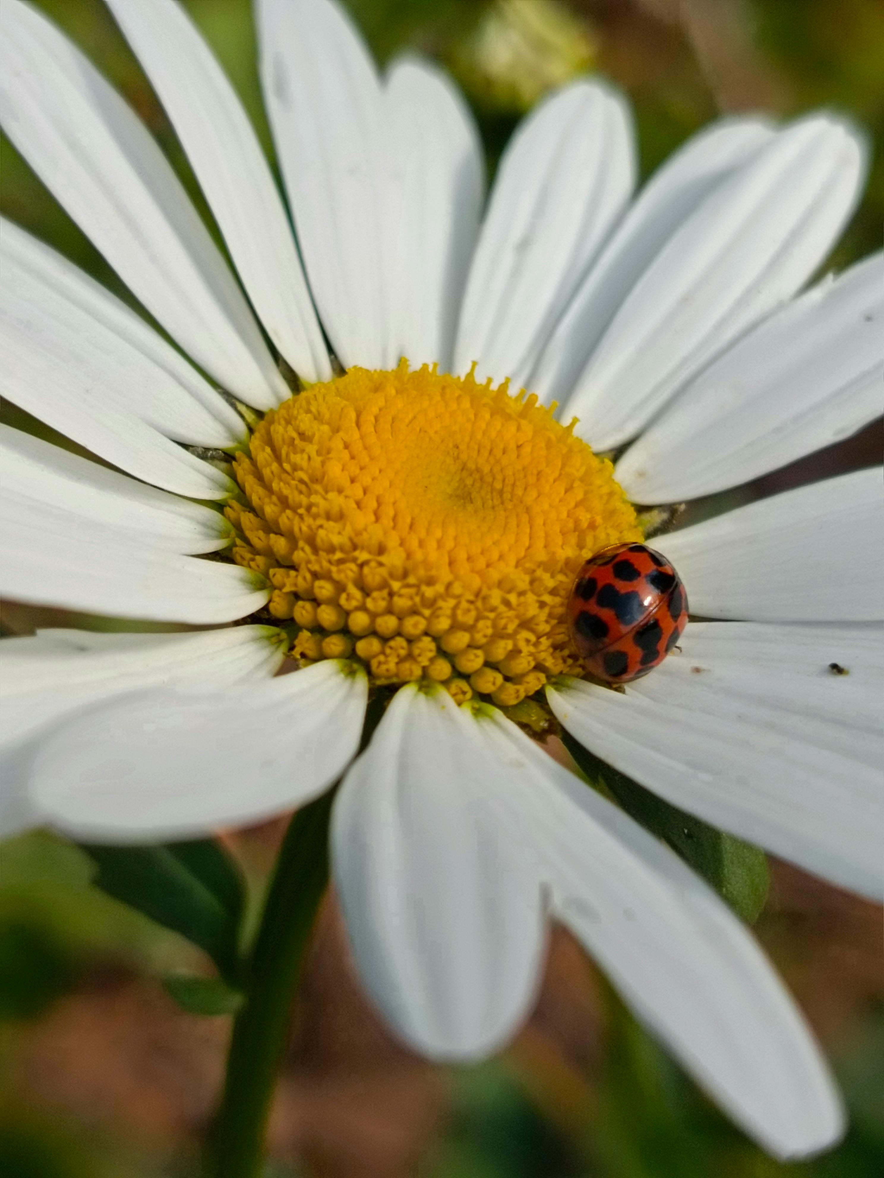 Macro Shot of Ladybug on Daisy Flower · Free Stock Photo