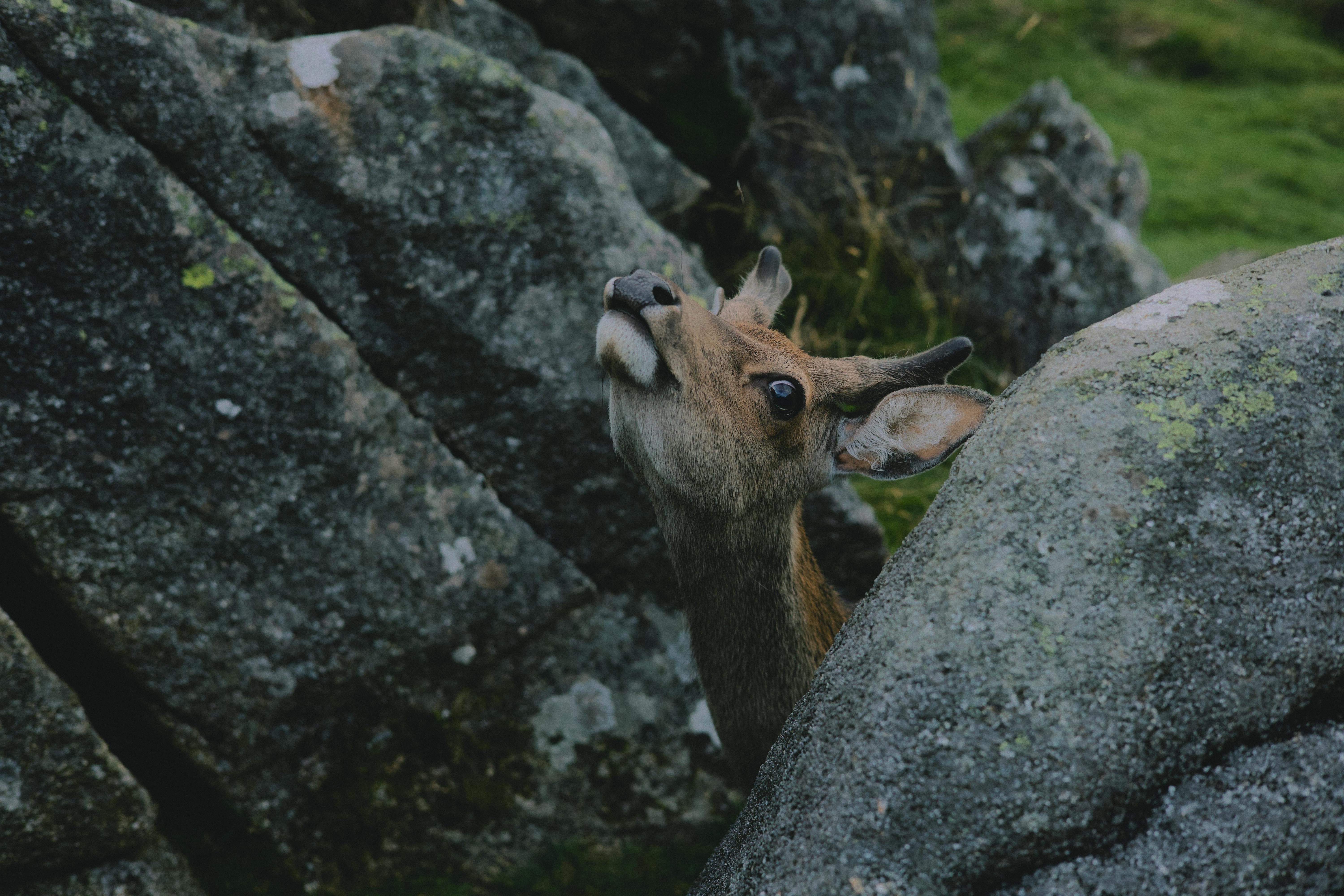 Wild Animals Slideshow Photos, Download The BEST Free Wild Animals ...