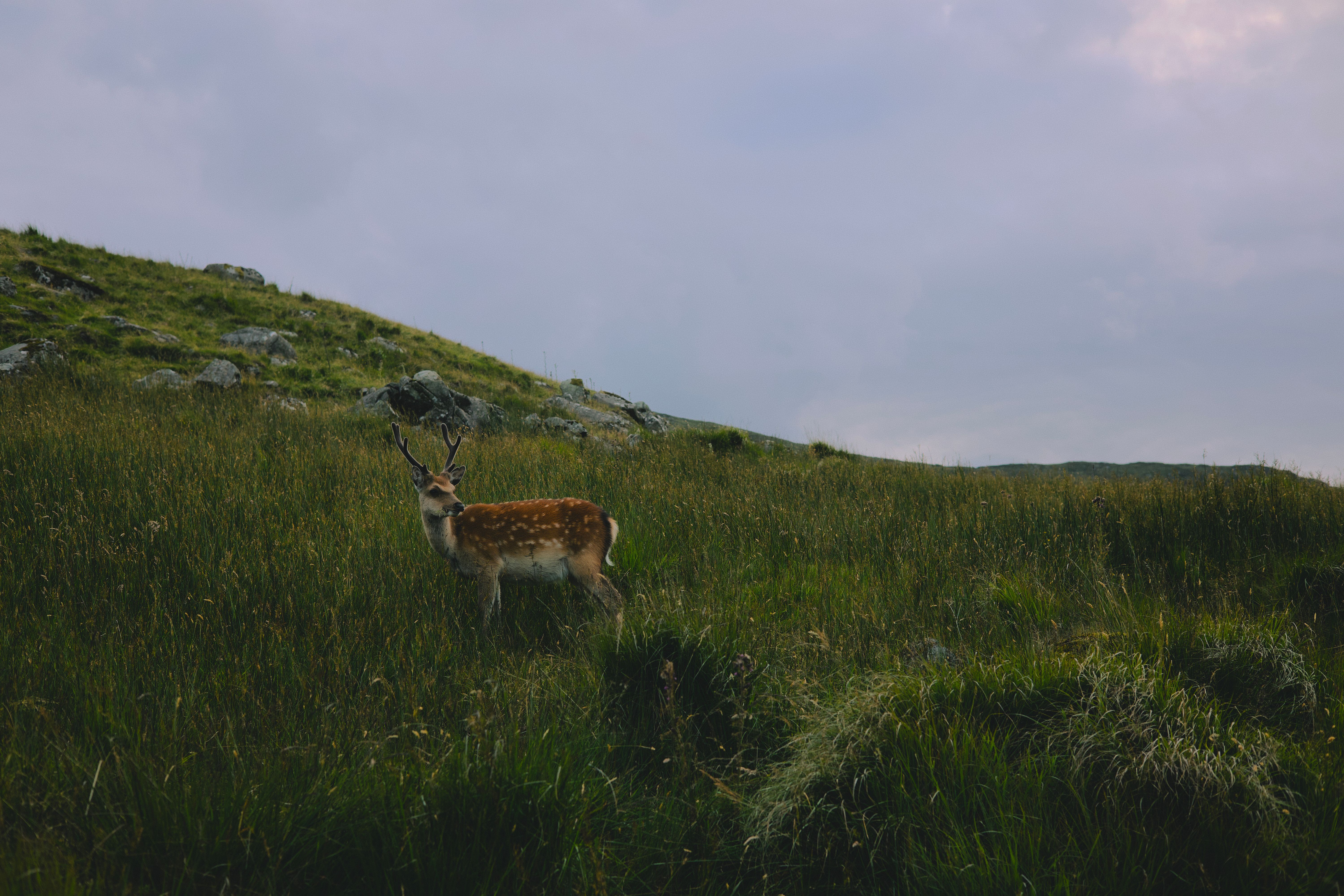 Fallow Deer Grazing in the Irish Countryside · Free Stock Photo