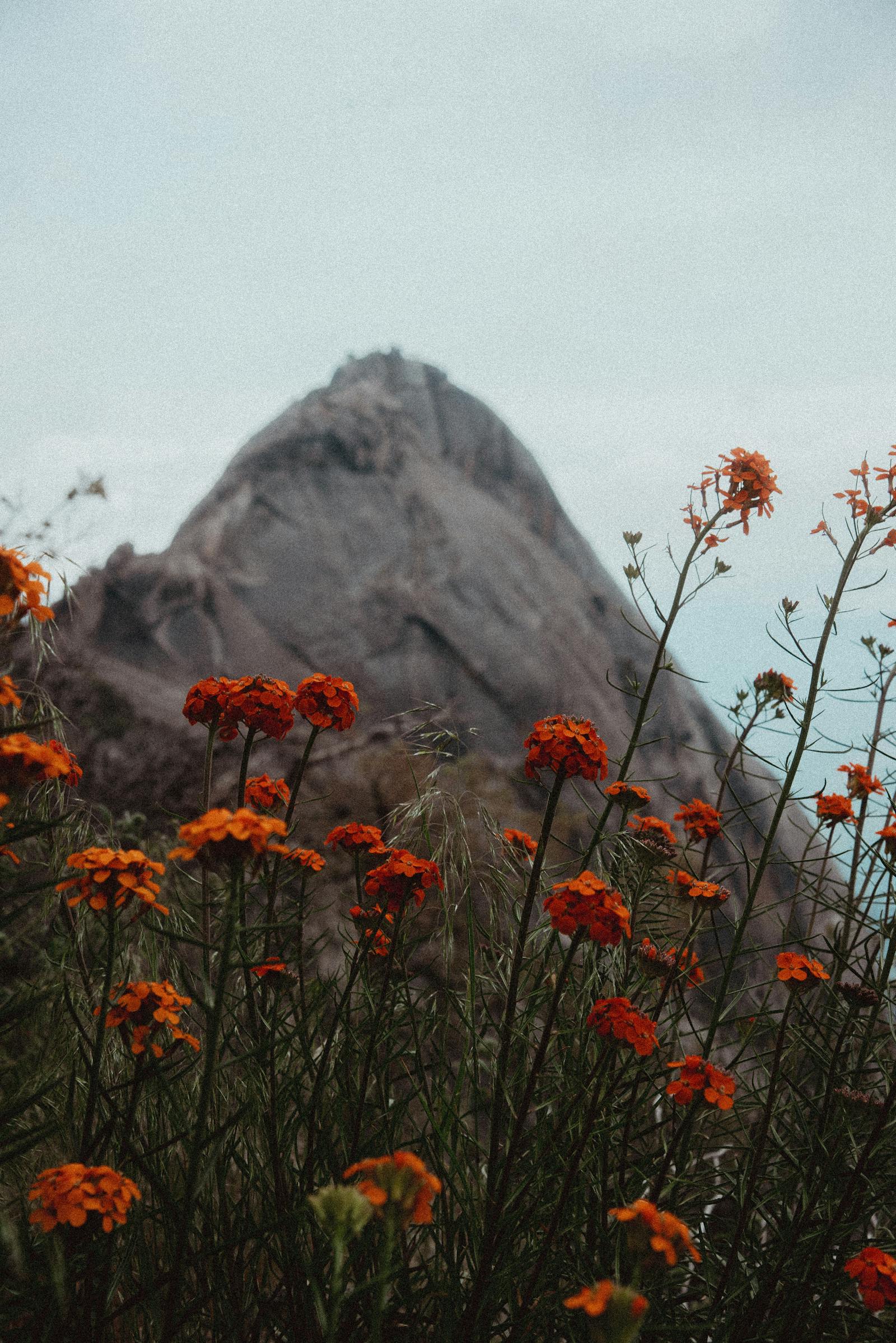 Mountain View Photos, Download The BEST Free Mountain View Stock Photos ...