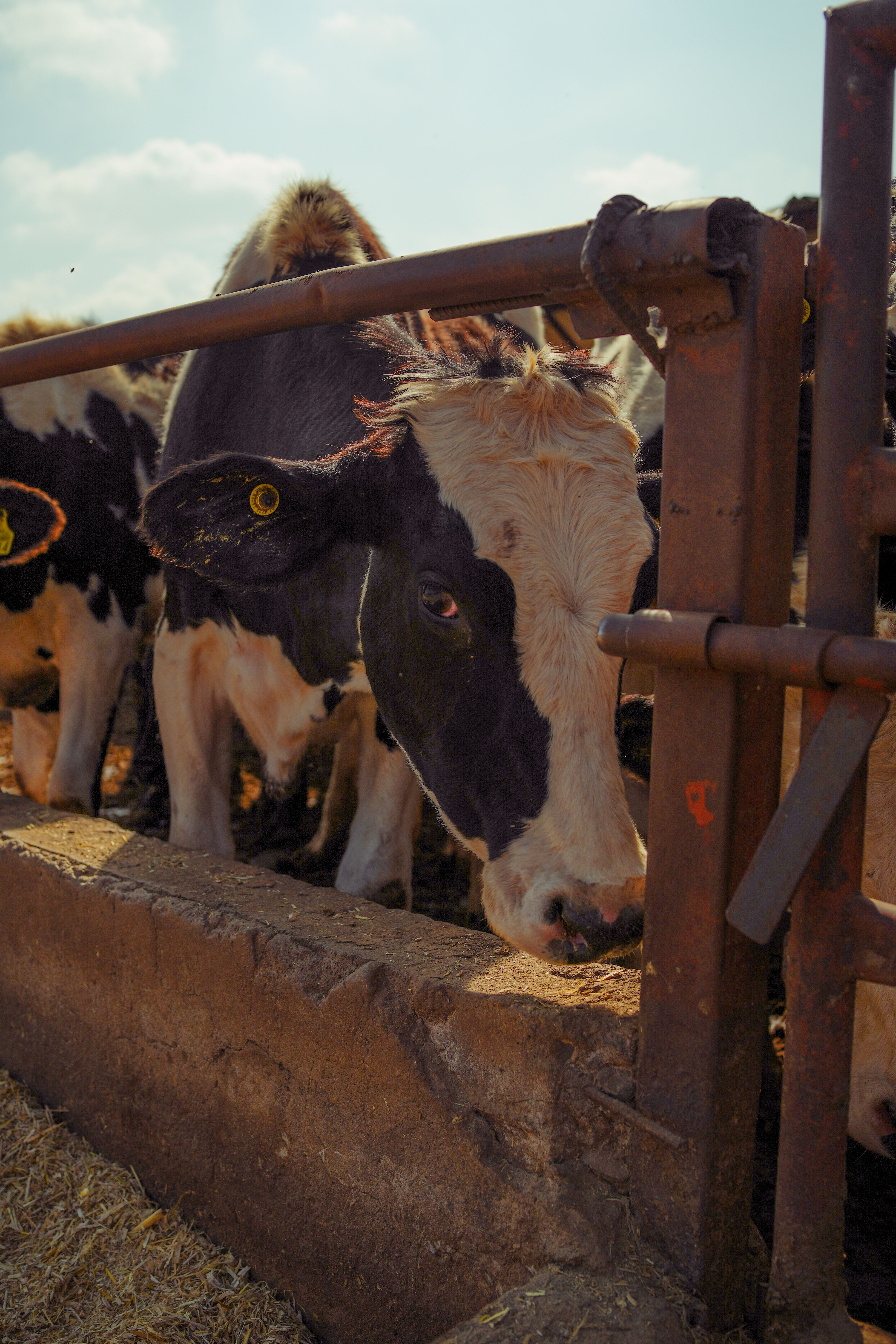 Close-Up of Cows on a Farm During Daytime · Free Stock Photo