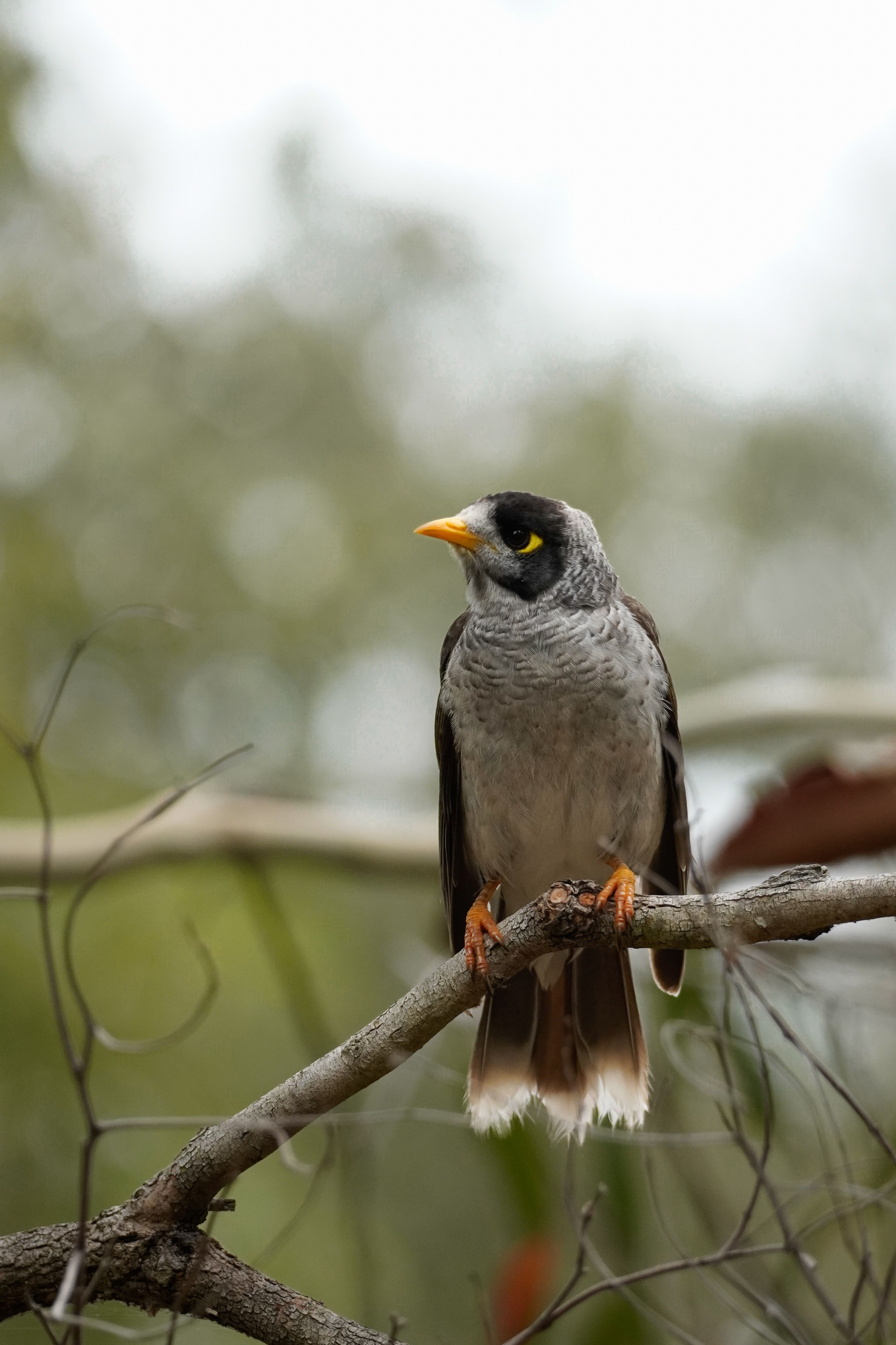 Close-up of Noisy Miner Bird on Branch · Free Stock Photo