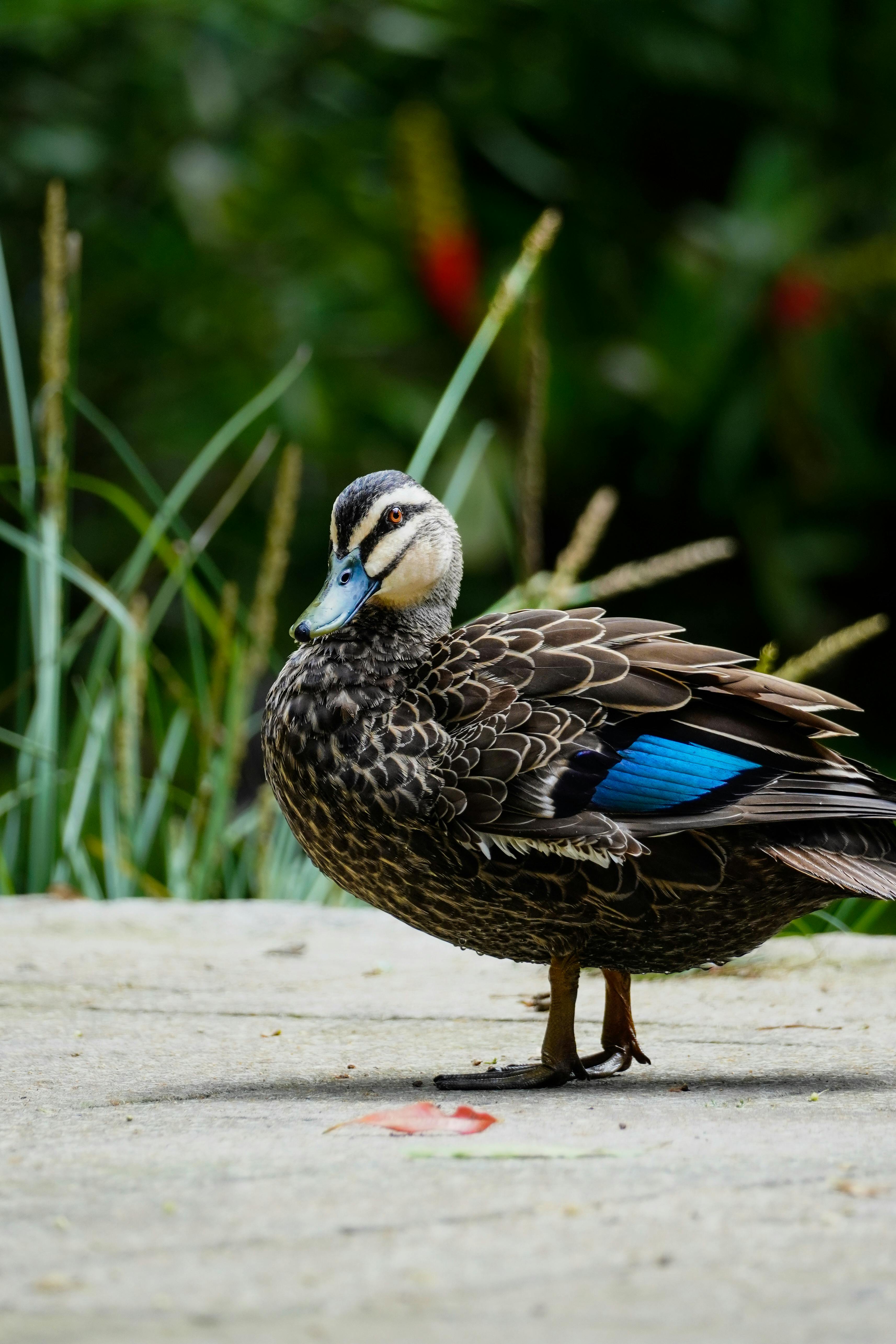 Detailed Close-up of a Colorful Duck in Nature · Free Stock Photo