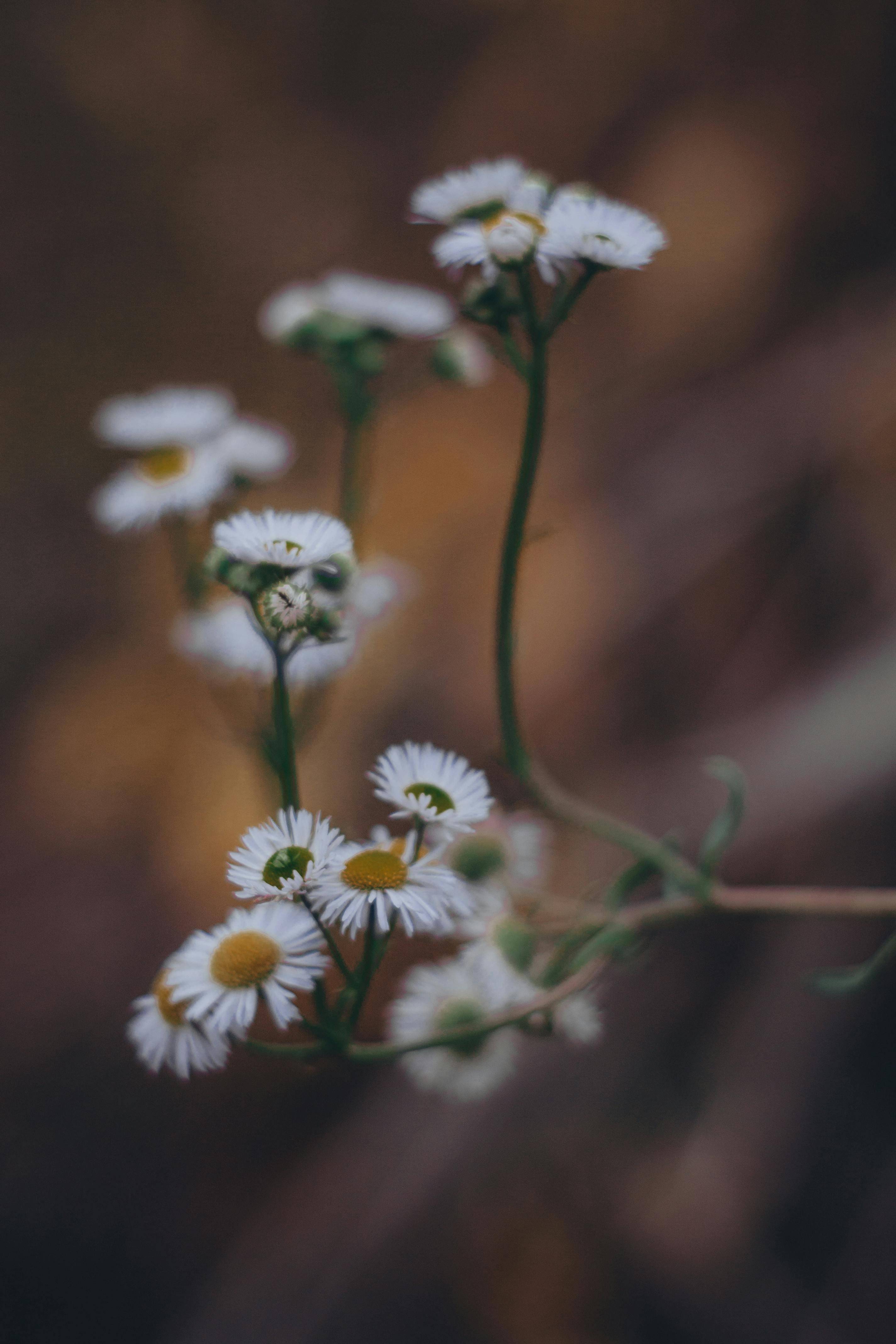 Beautiful Summer Photos, Download The BEST Free Beautiful Summer Stock ...