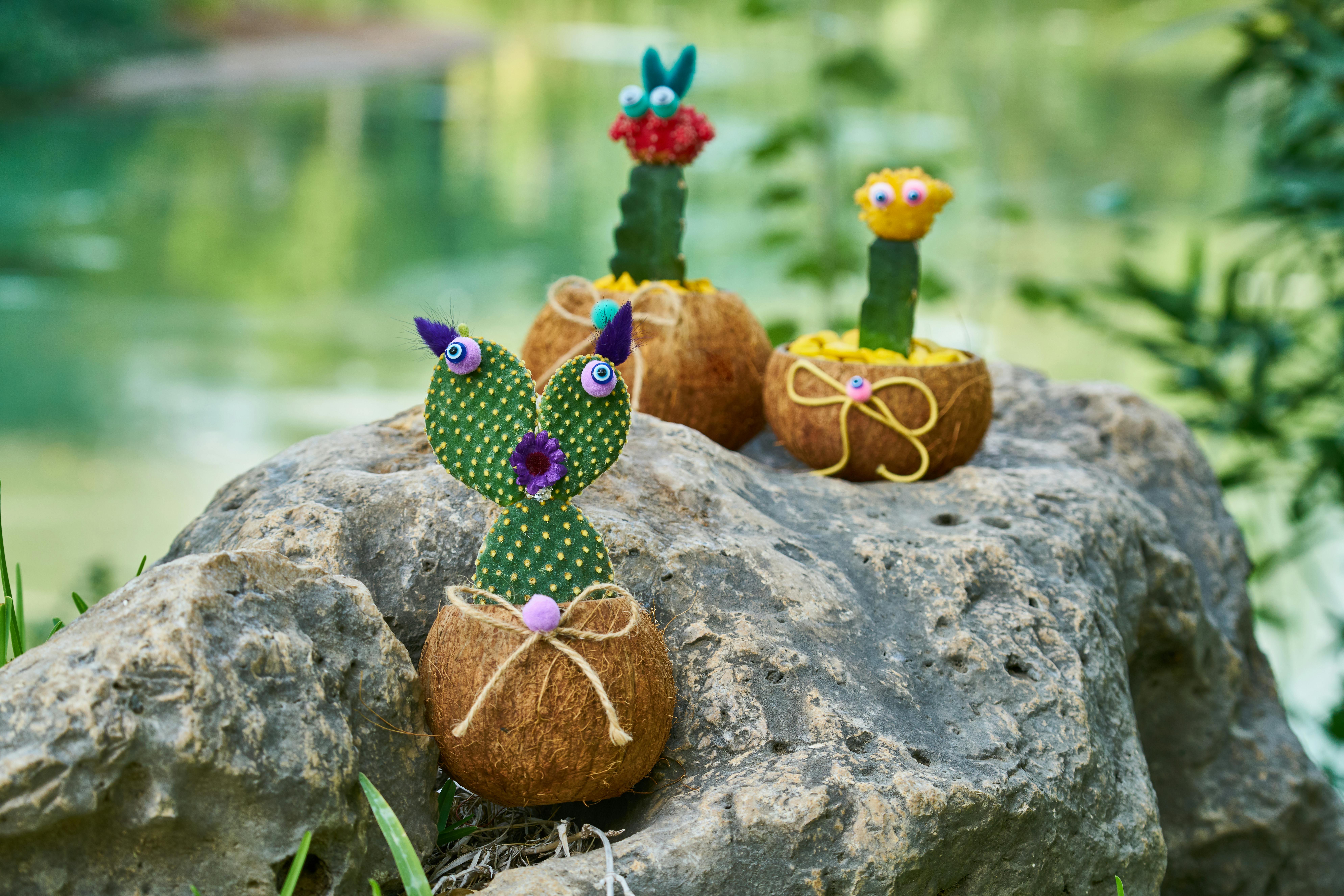 Cacti In Coconut Husk · Free Stock Photo