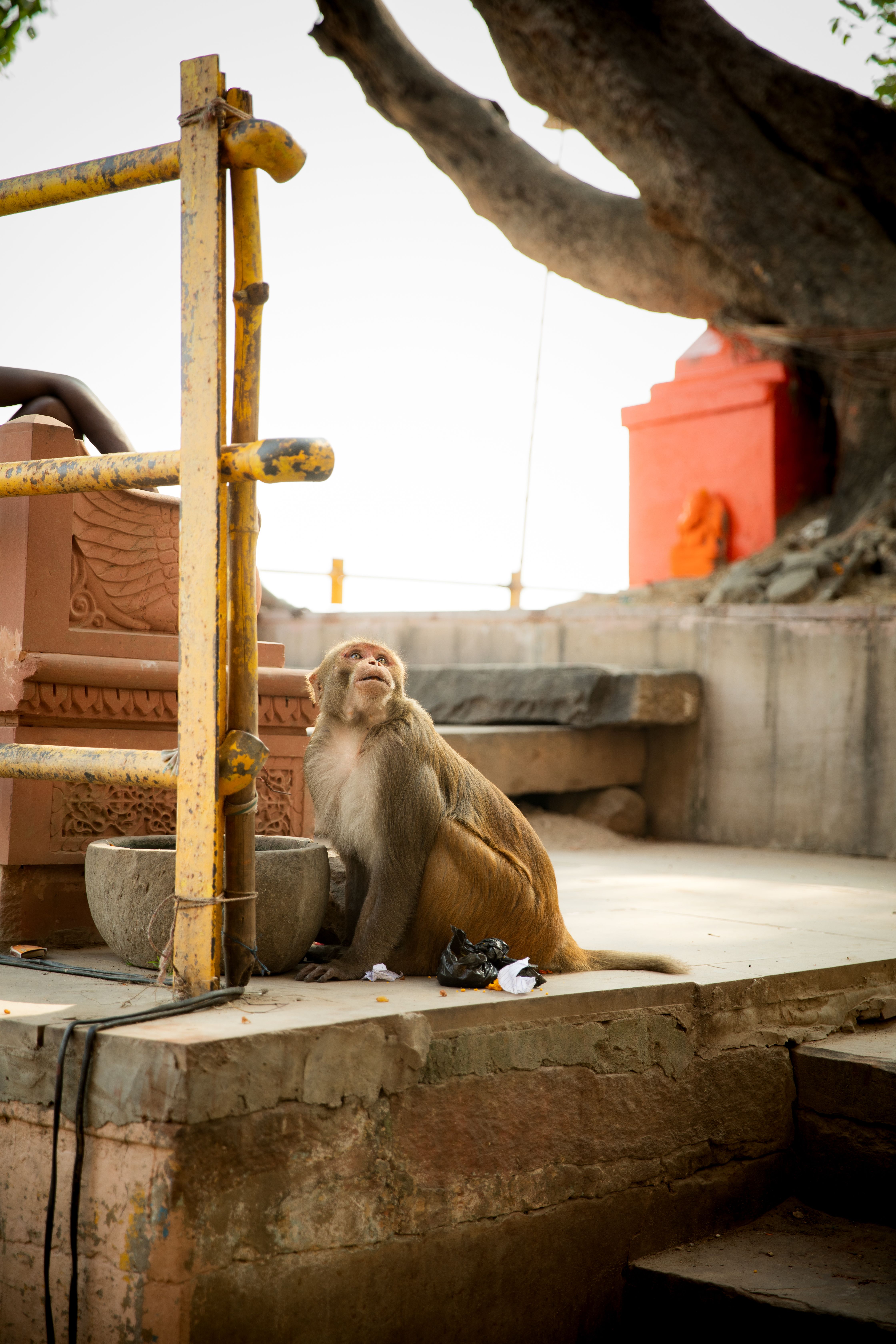 Bajrang Bali Photos, Download The BEST Free Bajrang Bali Stock Photos ...
