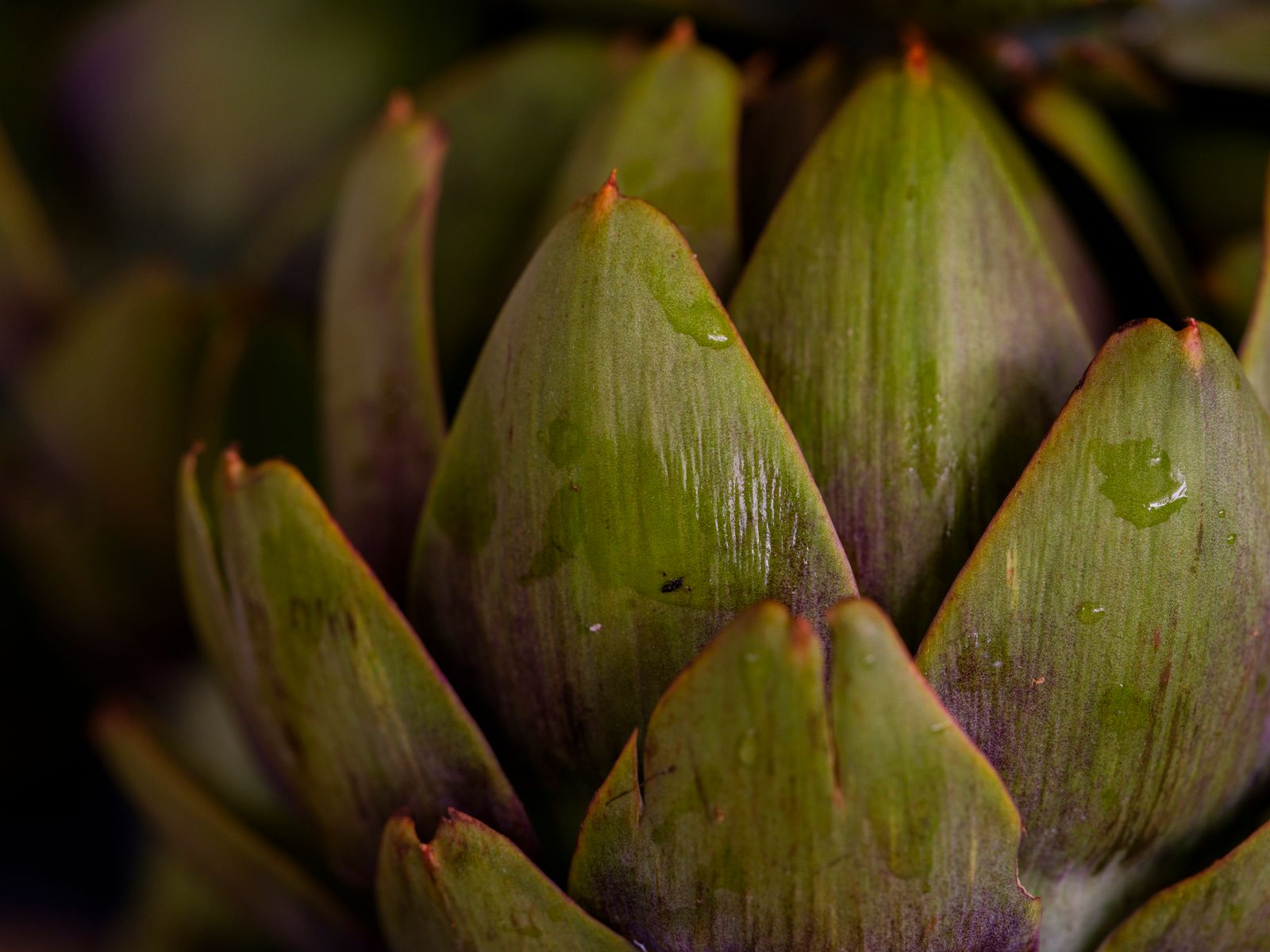 Farm Fresh Photos, Download The BEST Free Farm Fresh Stock Photos & HD ...