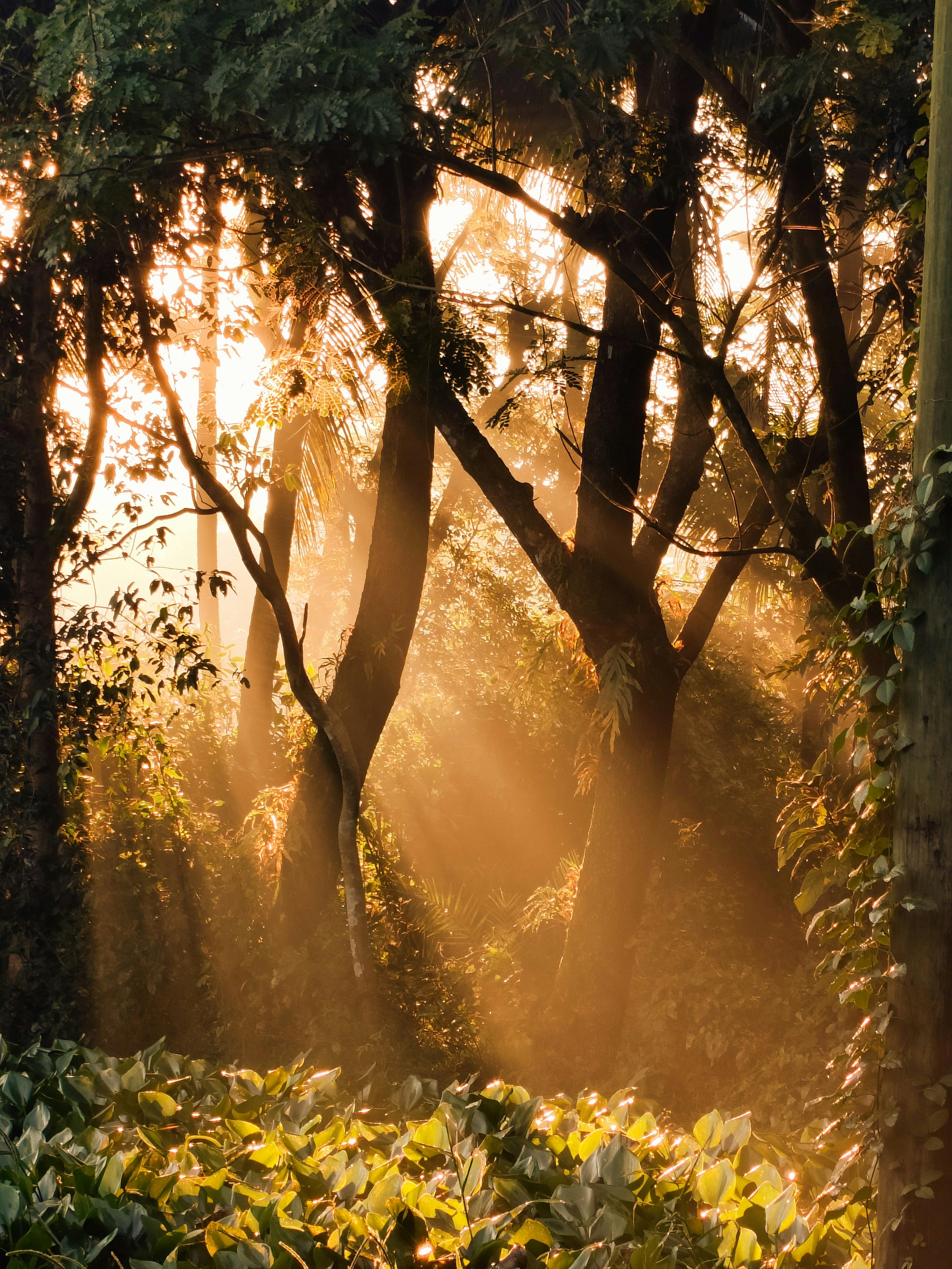 Sunlight Filtering Through Trees in Patiya · Free Stock Photo