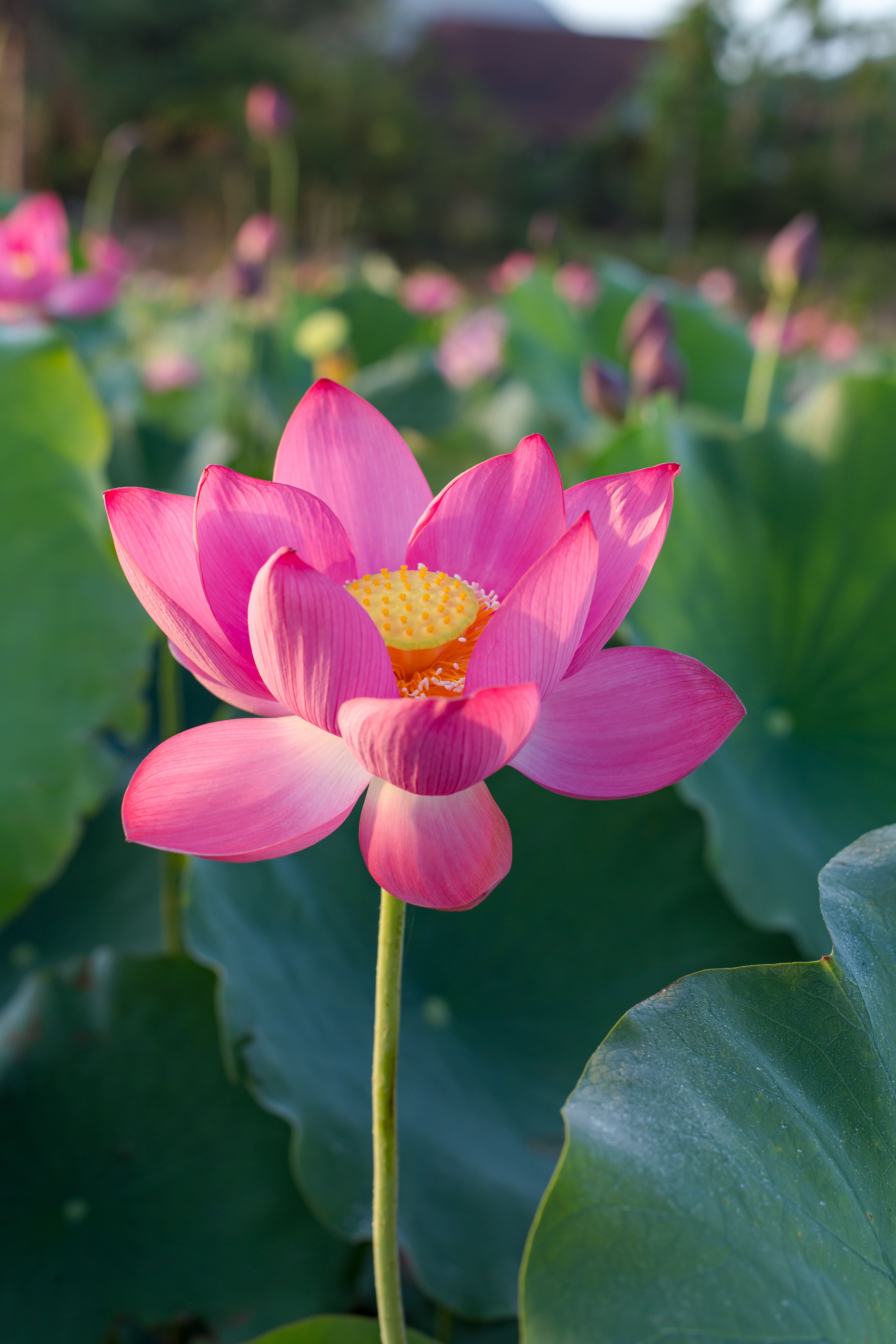 Vibrant Pink Lotus Bloom in Hoi An Garden · Free Stock Photo