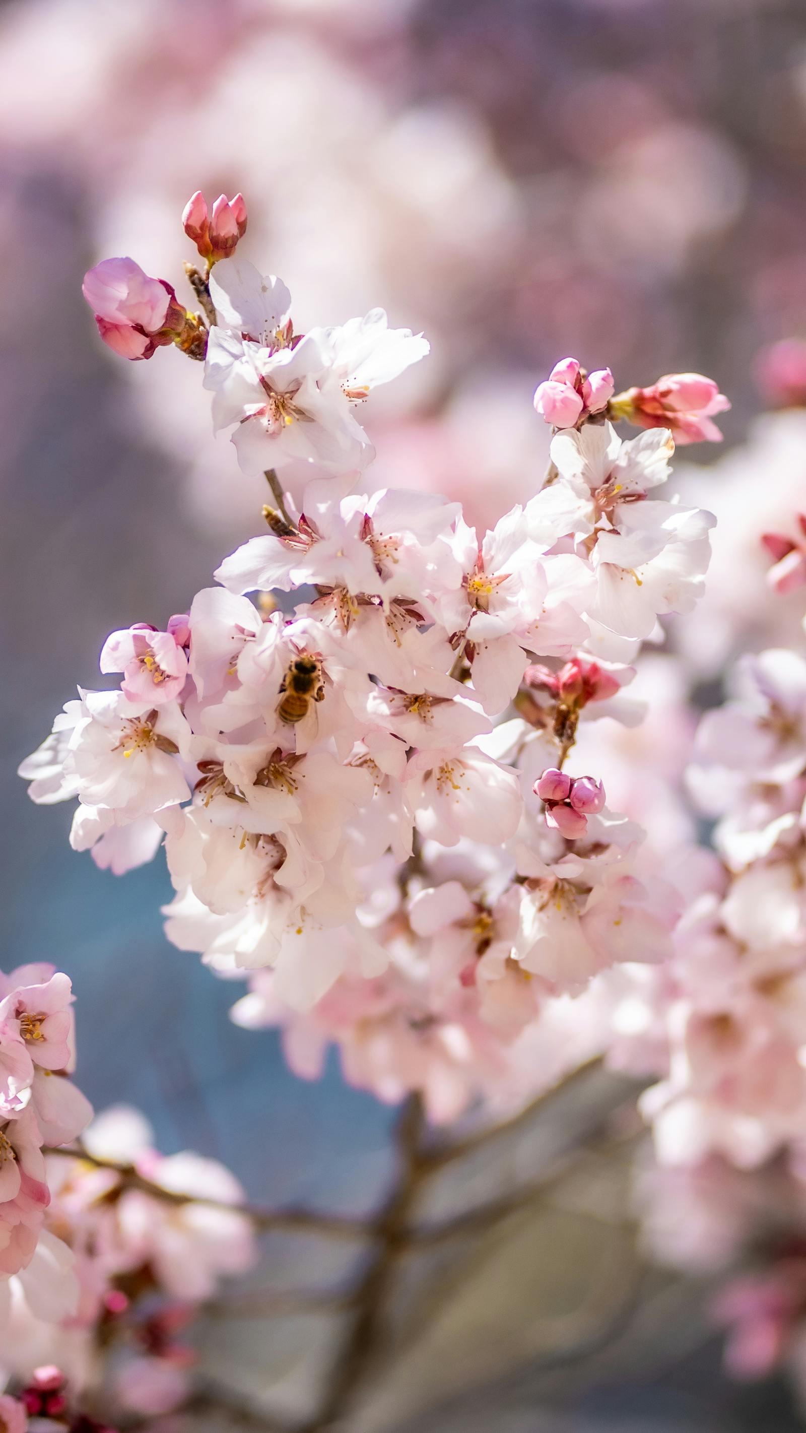 Spring Season Photos, Download The BEST Free Spring Season Stock Photos ...