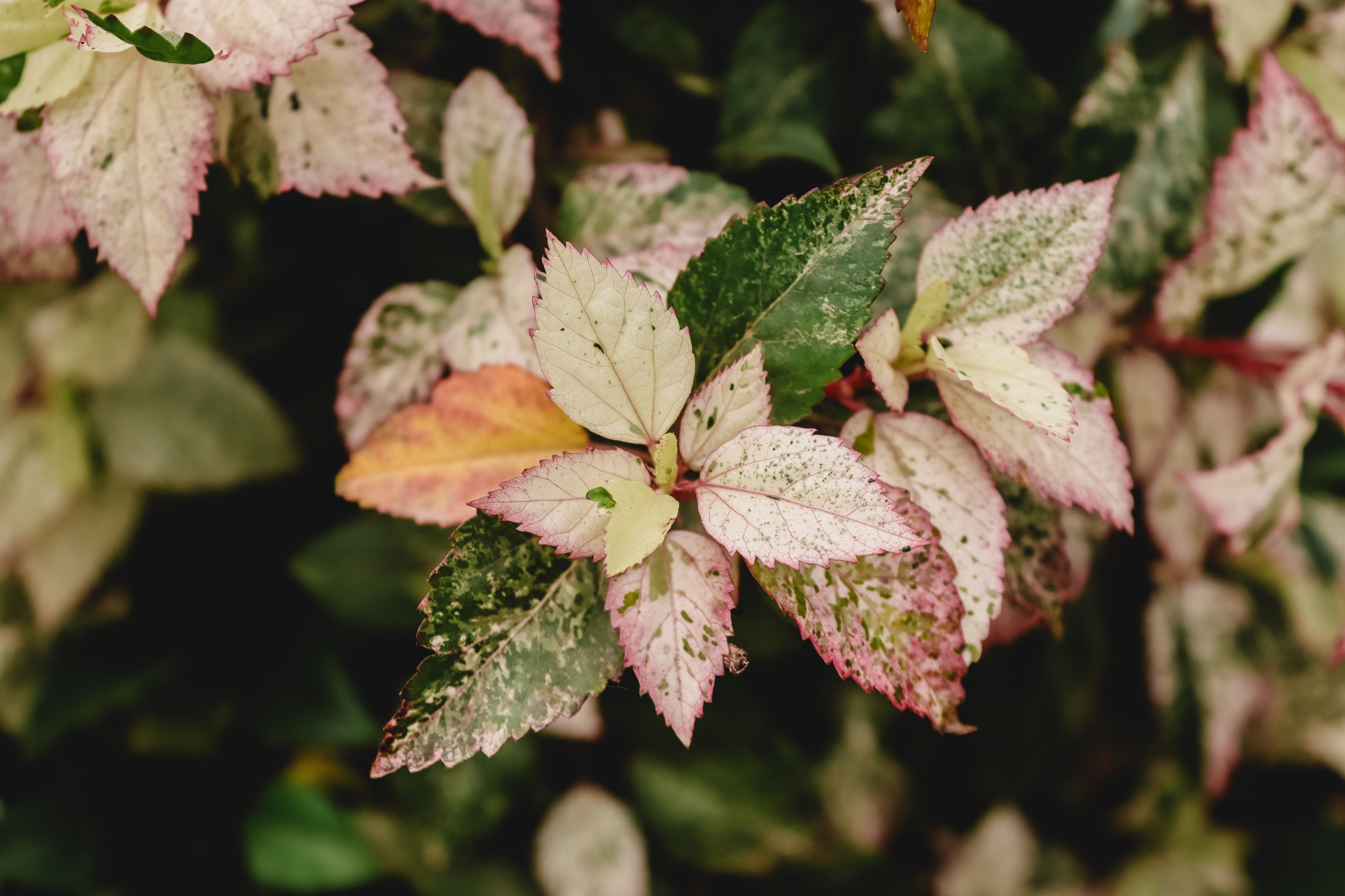 Close-up of Variegated Leaves in Lush Foliage · Free Stock Photo