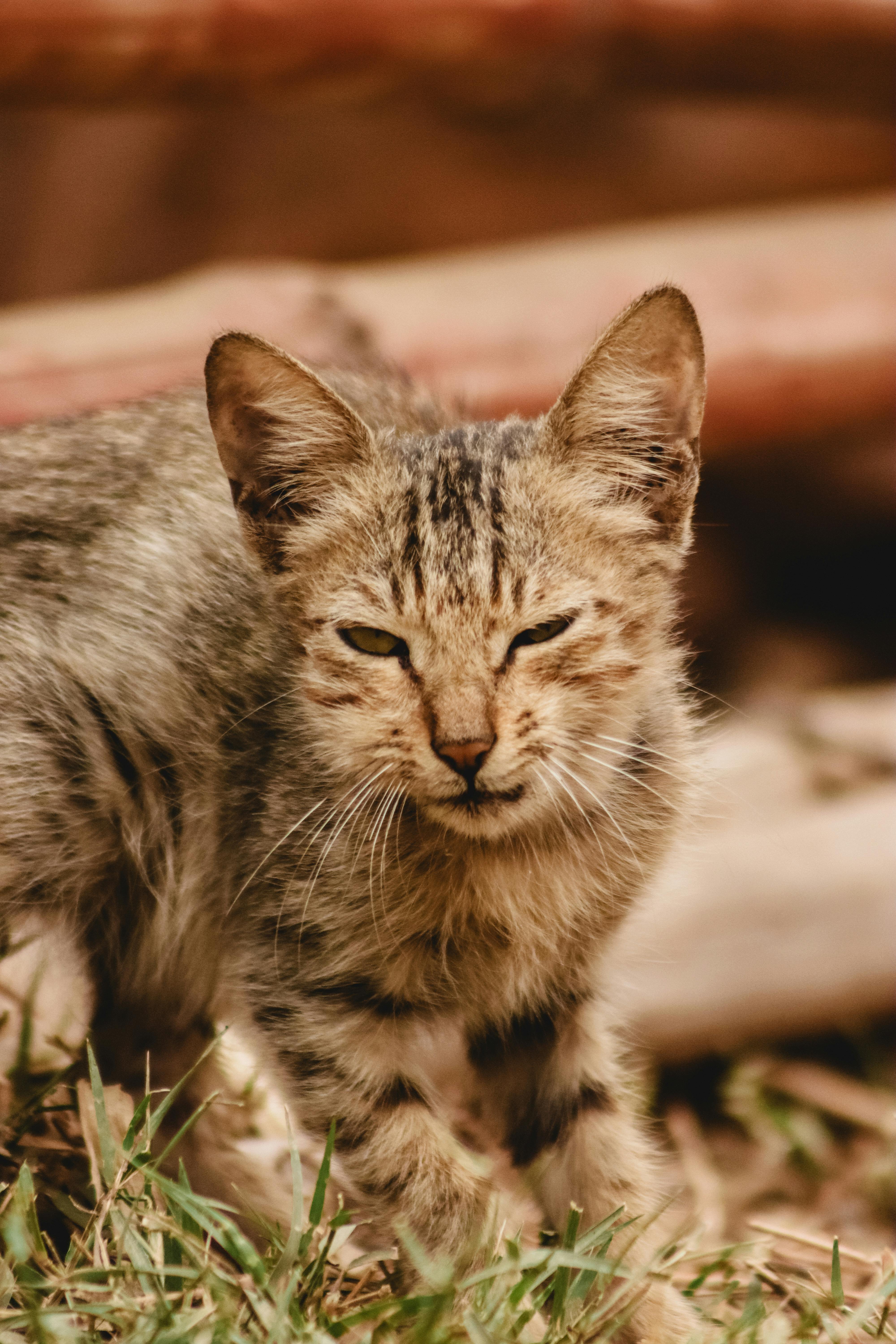 Bully Cat Photos, Download The BEST Free Bully Cat Stock Photos & HD Images