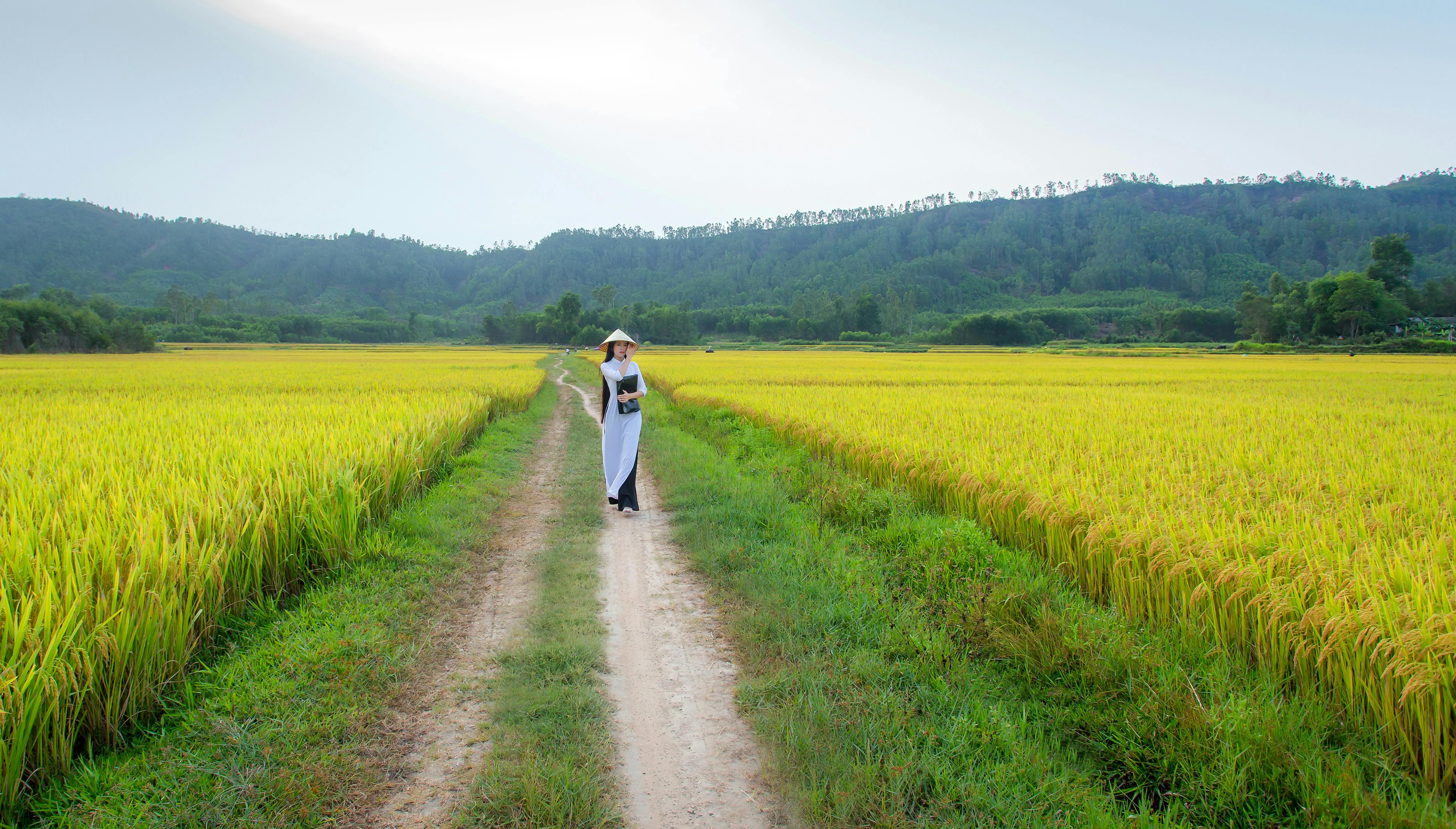 Woman in Traditional Ao Dai Walking Through Rice Field · Free Stock Photo