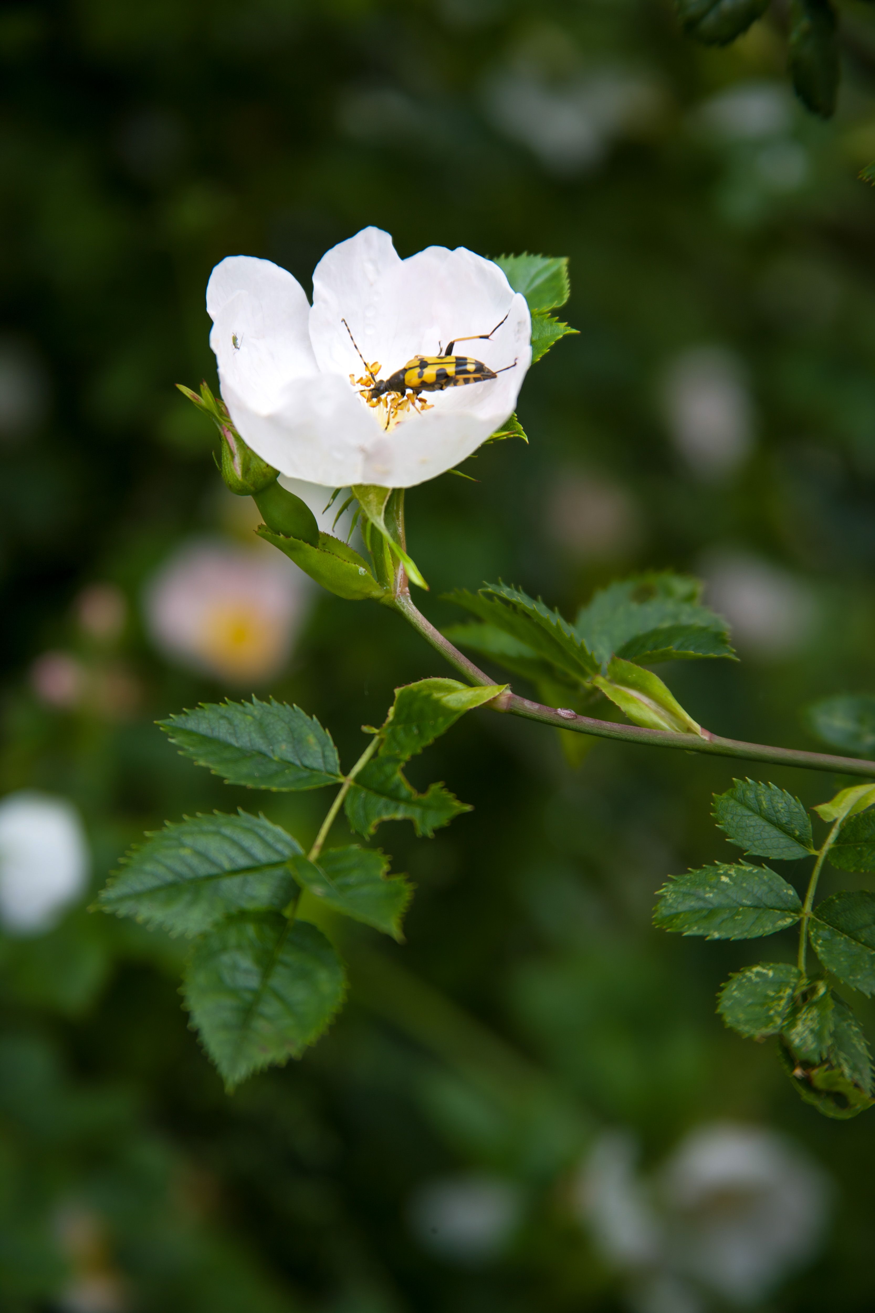 Close-Up of Insect on White Flower in England · Free Stock Photo