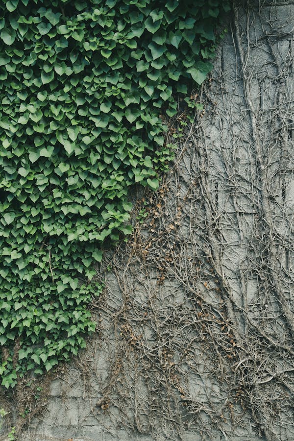 Plant Texture Photos, Download The BEST Free Plant Texture Stock Photos ...