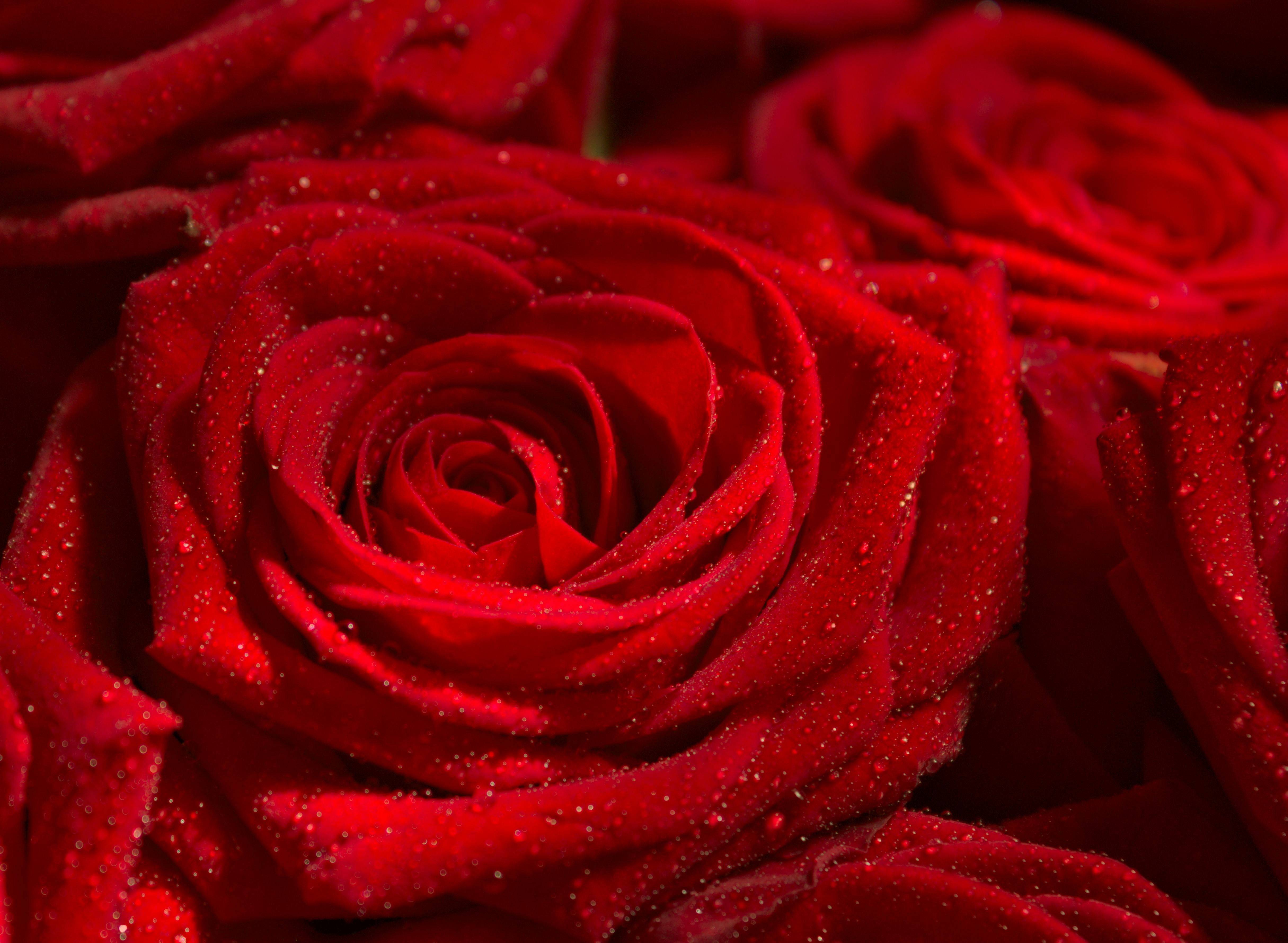 Ilmainen kuvapankkikuva aiheesta elämän iloa, elegantti ...